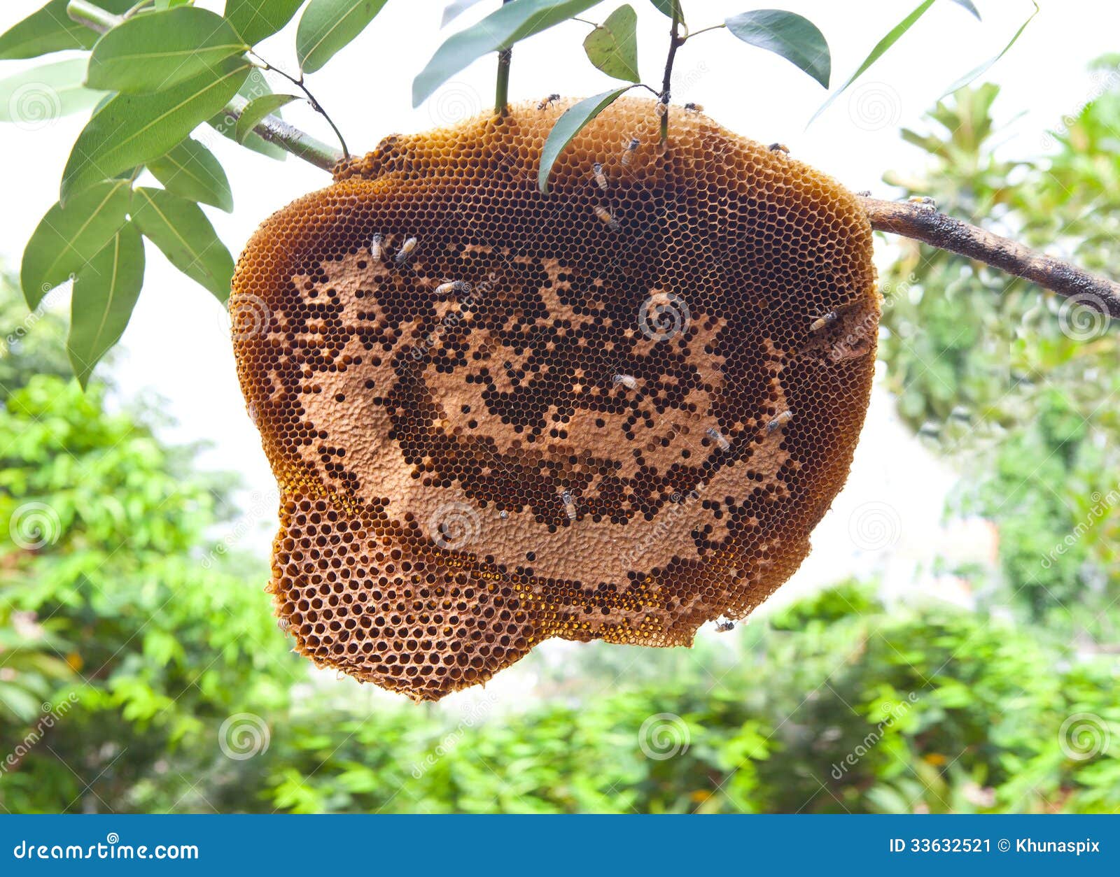 Beehive on tree branch stock image. Image of bees, healthy - 33632521 Beehive on tree branch stock image. Image of bees, healthy - 33632521