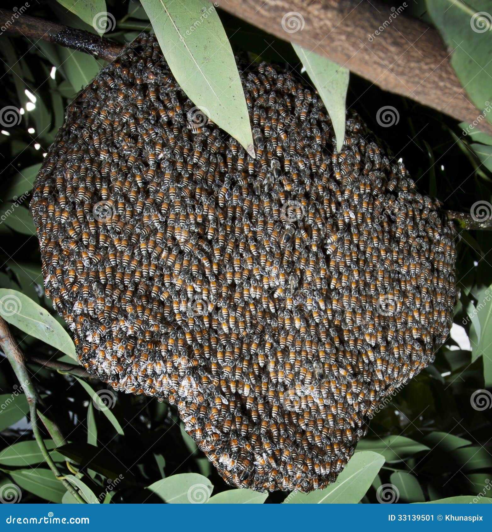 Beehive on tree bush stock image. Image of bees, honeyed - 33139501 Beehive on tree bush stock image. Image of bees, honeyed - 33139501