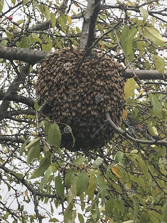 Beehive in Tree Covered with Bees Stock Image - Image of environment, covered: 288802041