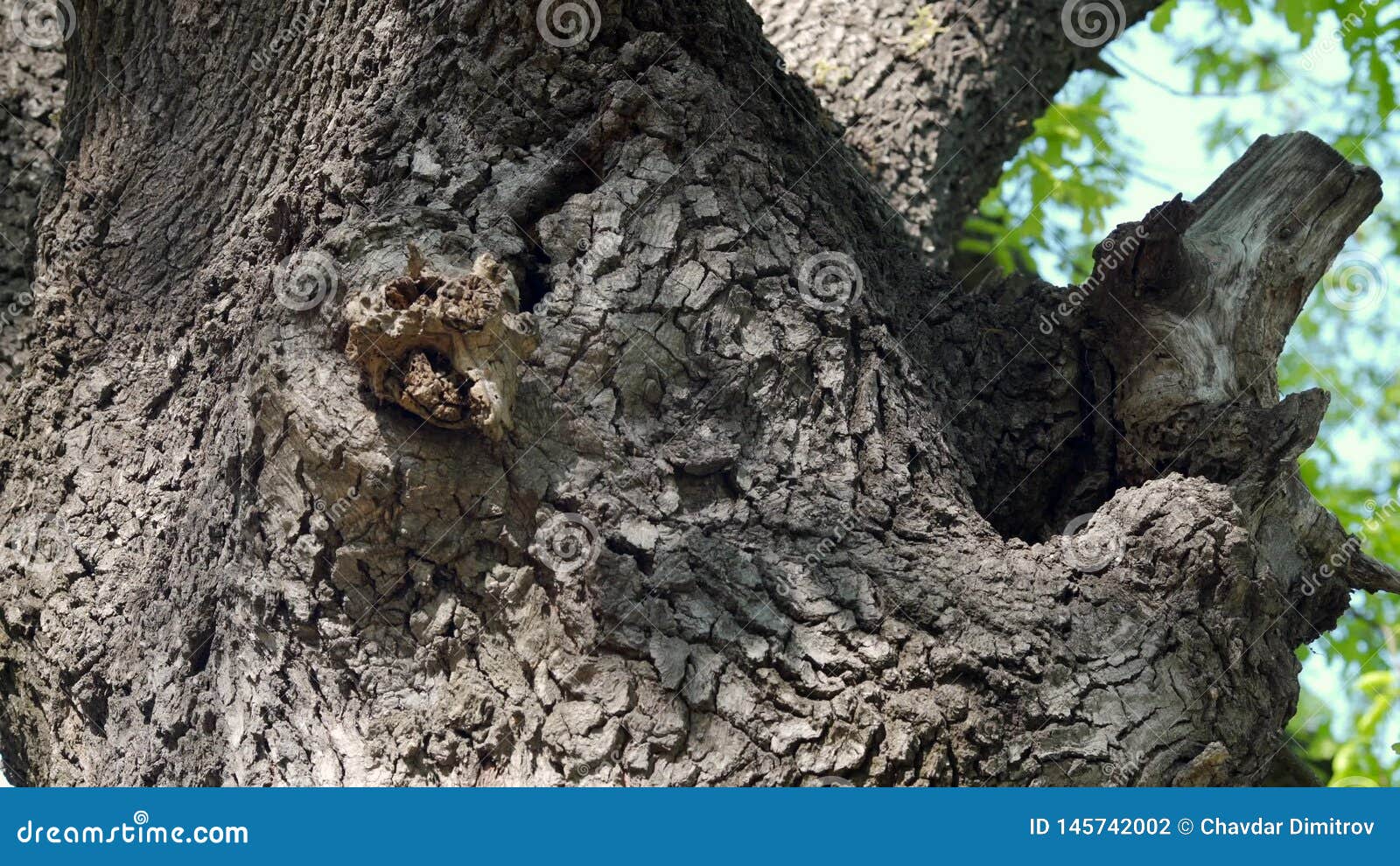 Beehive in Tree Trunk - Part 4 Stock Footage - Video of natural, hole ...