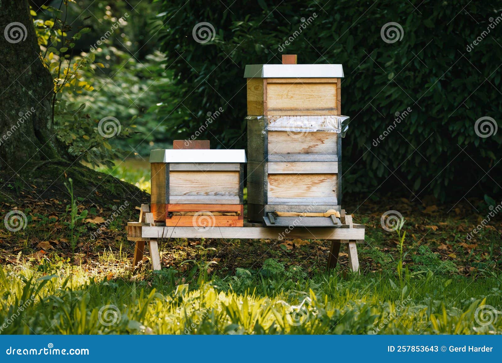 Beehive Under a Tree on a Meadow Stock Image - Image of landscape ...