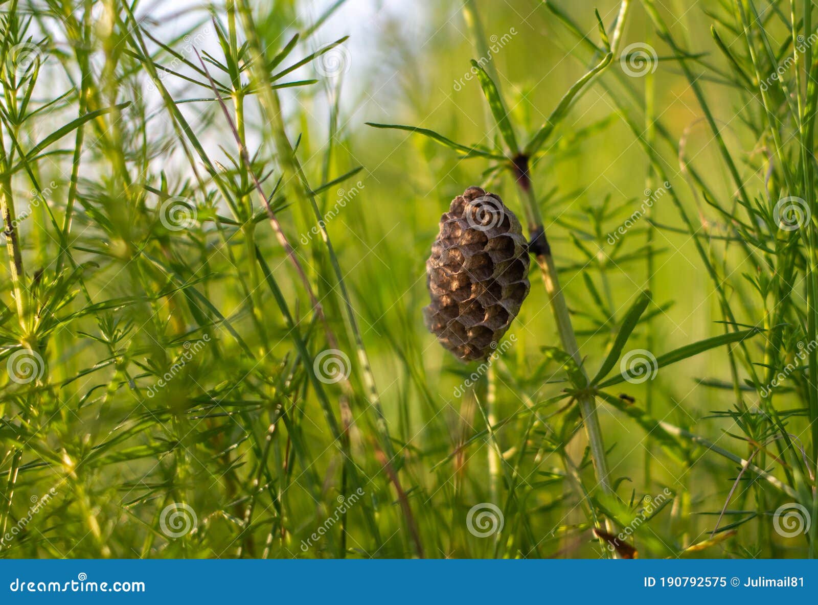 Beehive Of Wild Bees In The Amazon Rainforest In Brazil Stock Image ...