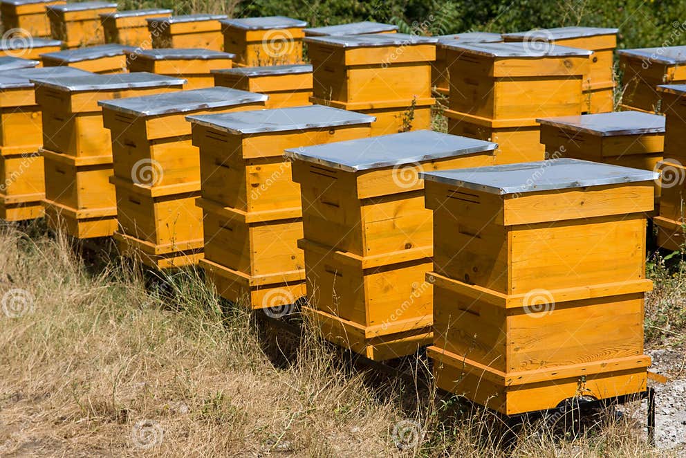 Beehives stock photo. Image of beekeeping, enriching - 10649202