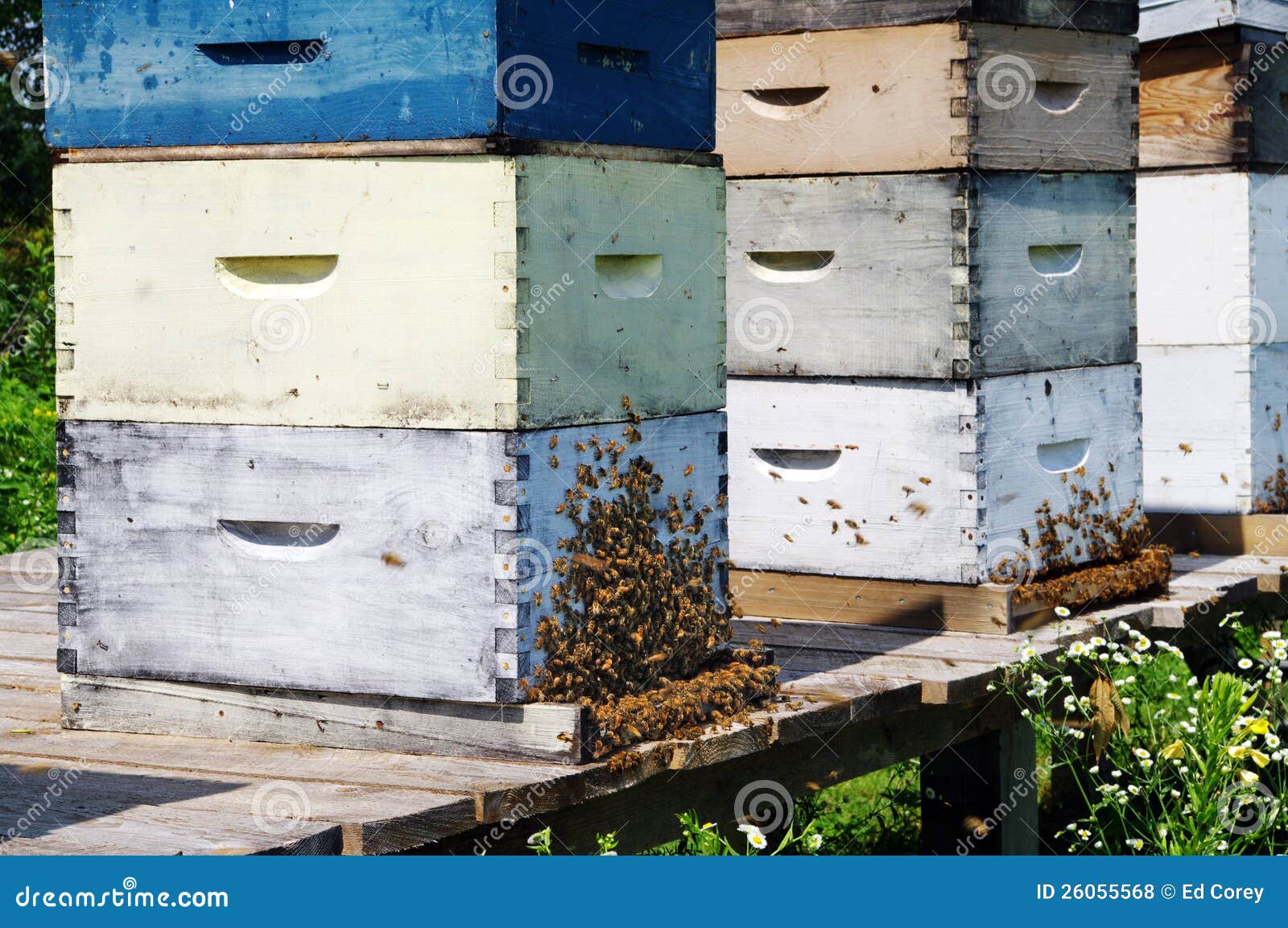 Beehives stock photo. Image of hive, animal, summer, food - 26055568