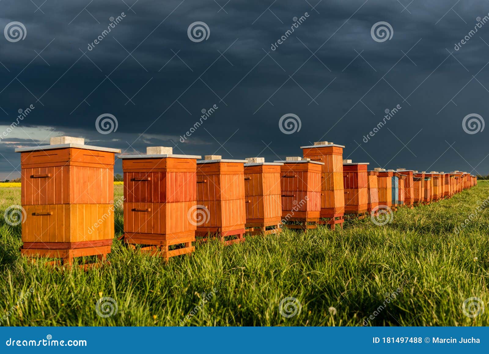 Beehives in Apiary. Bio Honey Production and Beekeeping Concept Stock ...
