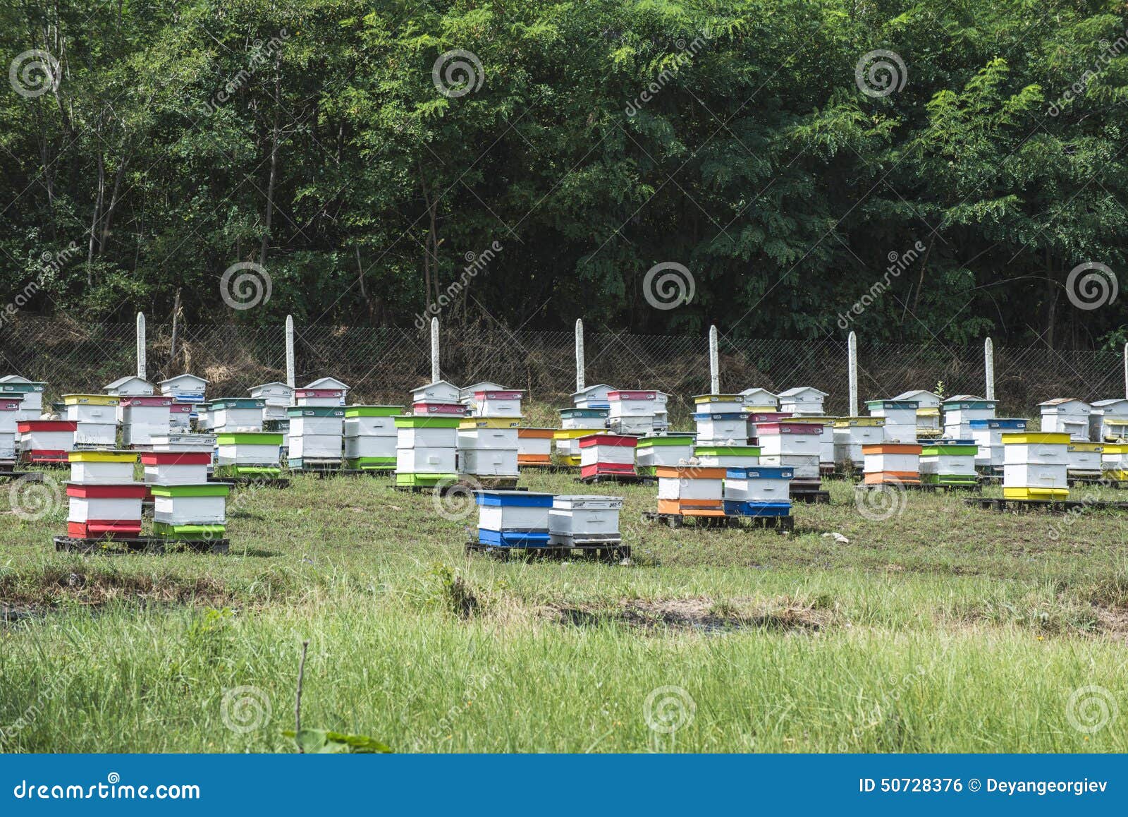 Beehives in bee farm stock photo. Image of summer, trees - 50728376