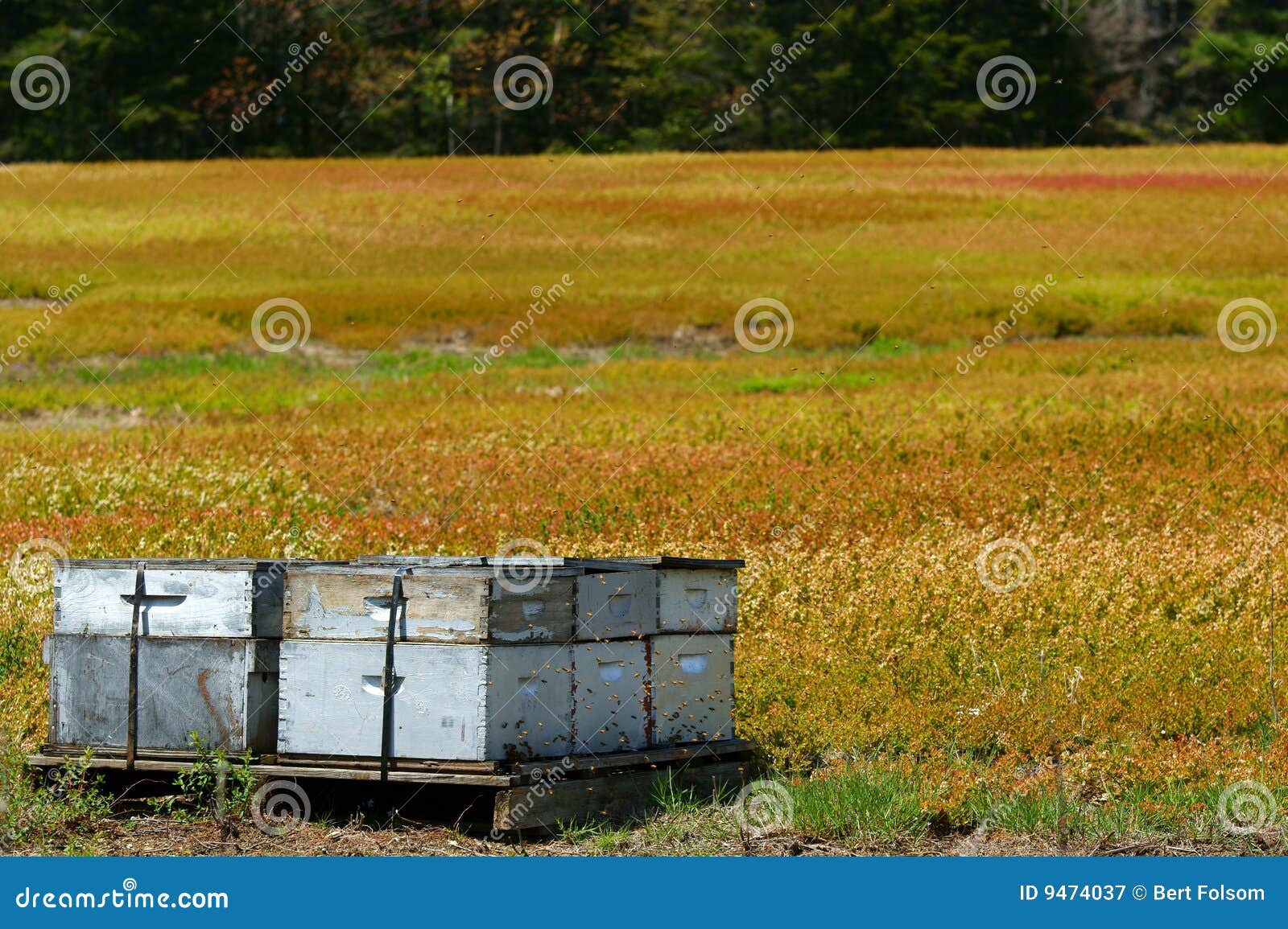 Blueberry Pallet Photos - Free & Royalty-Free Stock Photos from Dreamstime