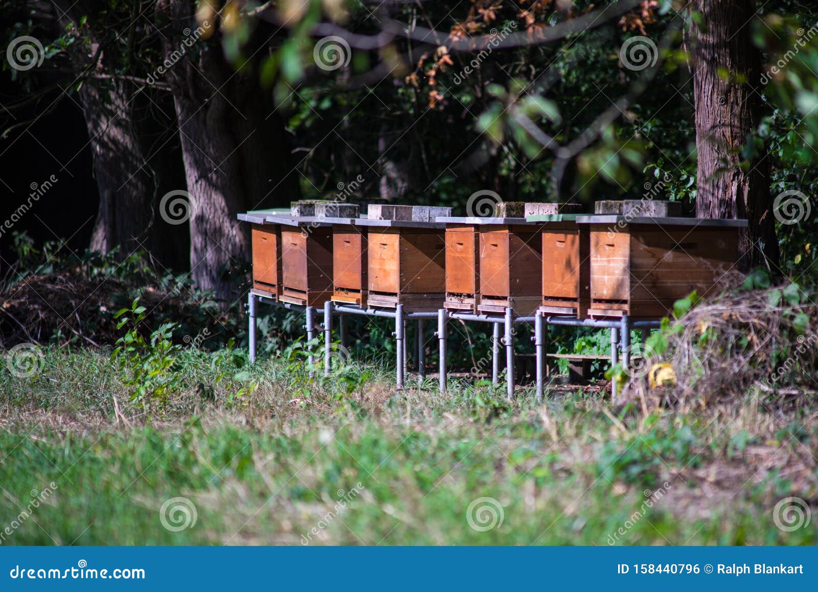 Beehives on the Edge of a Meadow. Stock Photo - Image of beekeeping ...