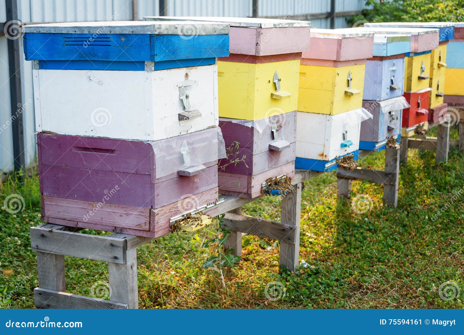 The Beehives Farm. Apiary, Row of Bee Hives in a Field. Stock Image ...