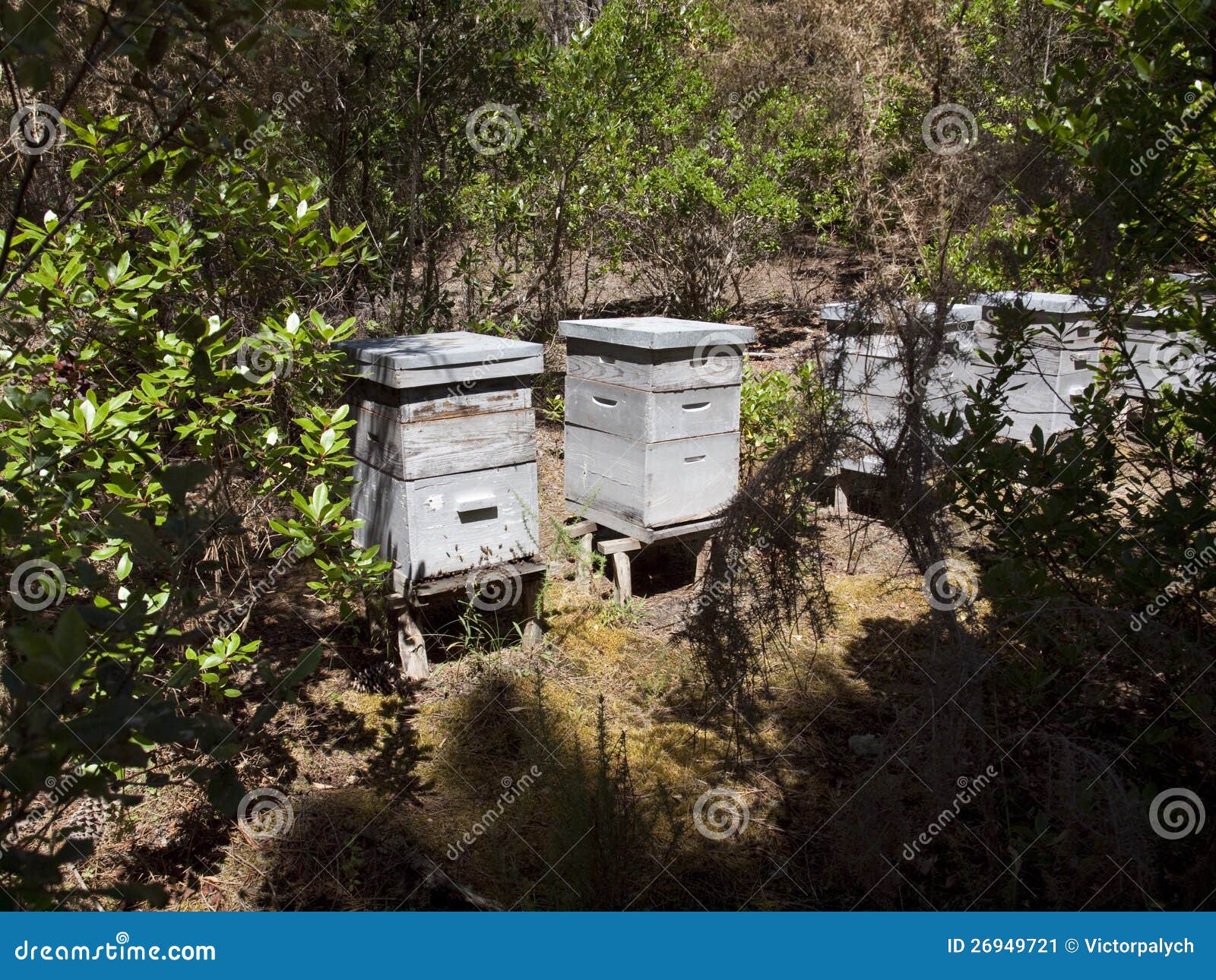 Beehives in the forest stock image. Image of etang, honey - 26949721