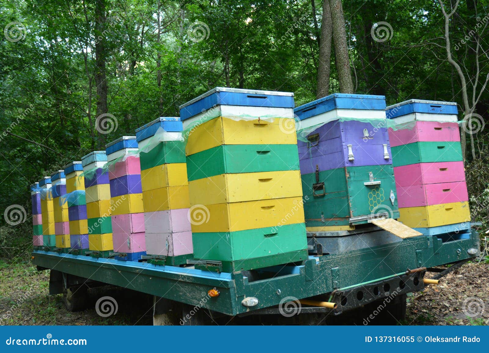Beehives Transporting Trailer in the Forest Stock Image - Image of ...