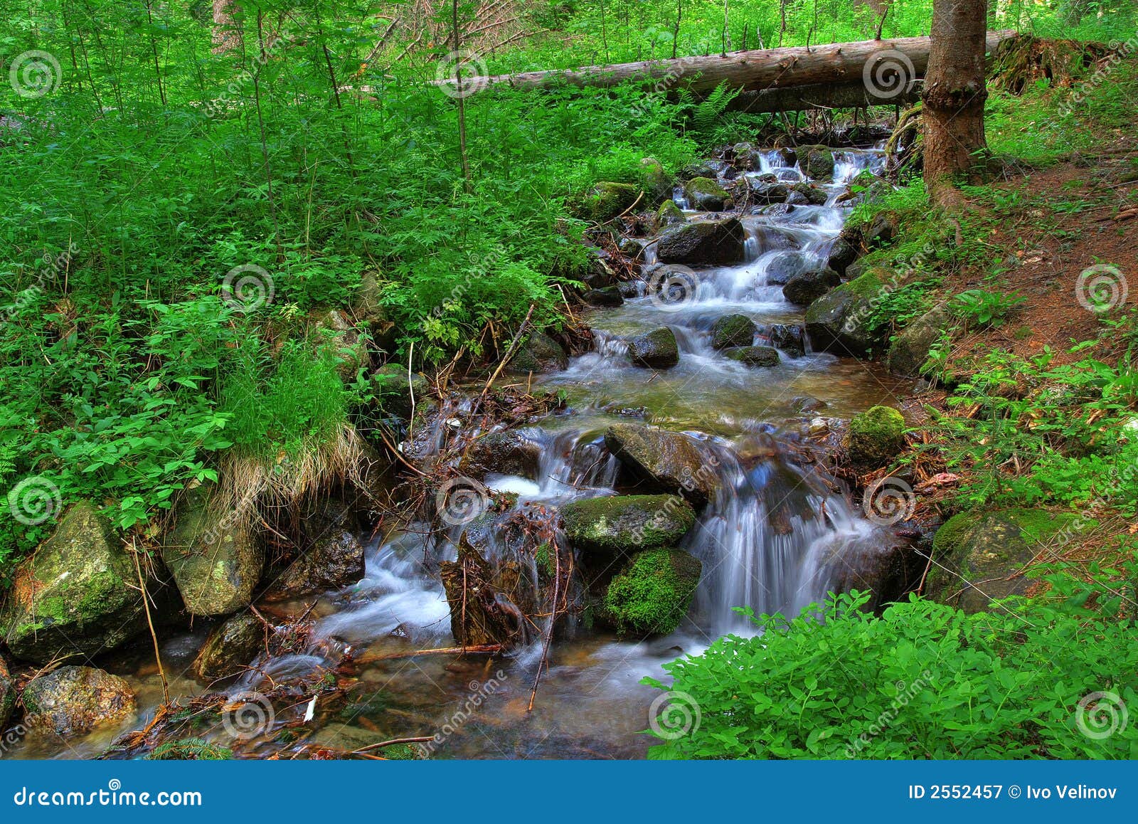 Beek in het bos stock afbeelding. Image of milieu, blad - 2552457