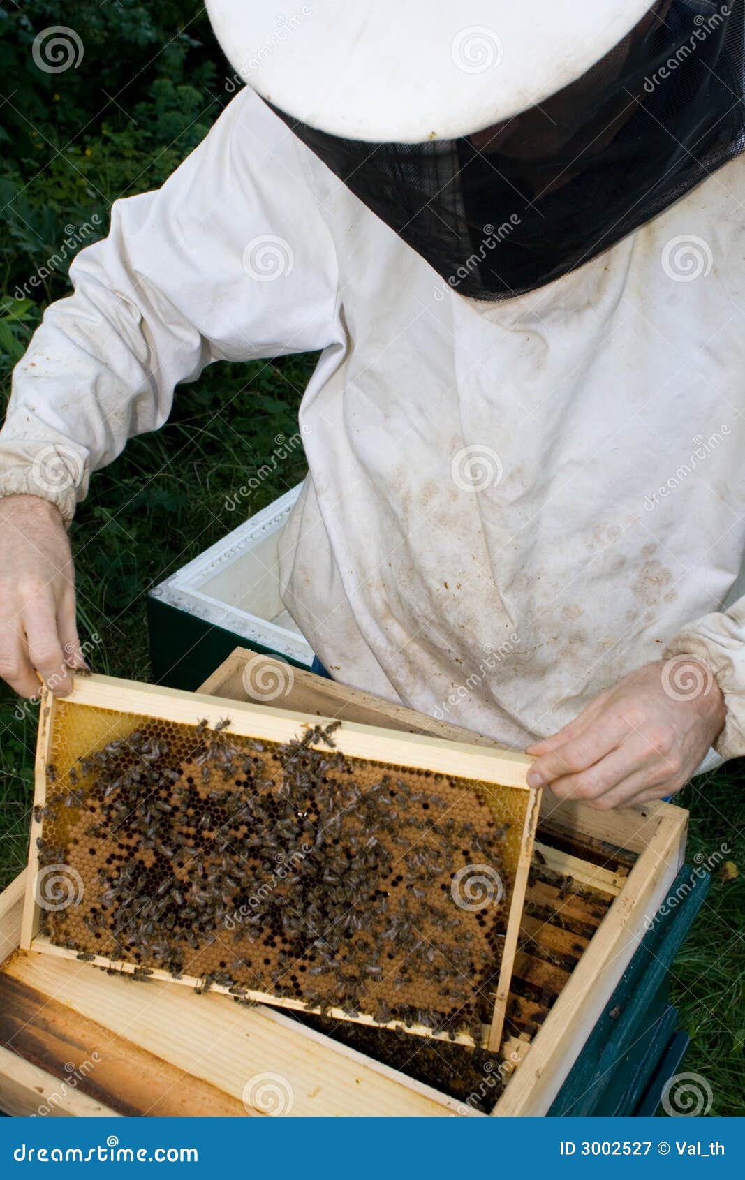 Beekeeper #1 stock image. Image of larva, keeping, medicine - 3002527