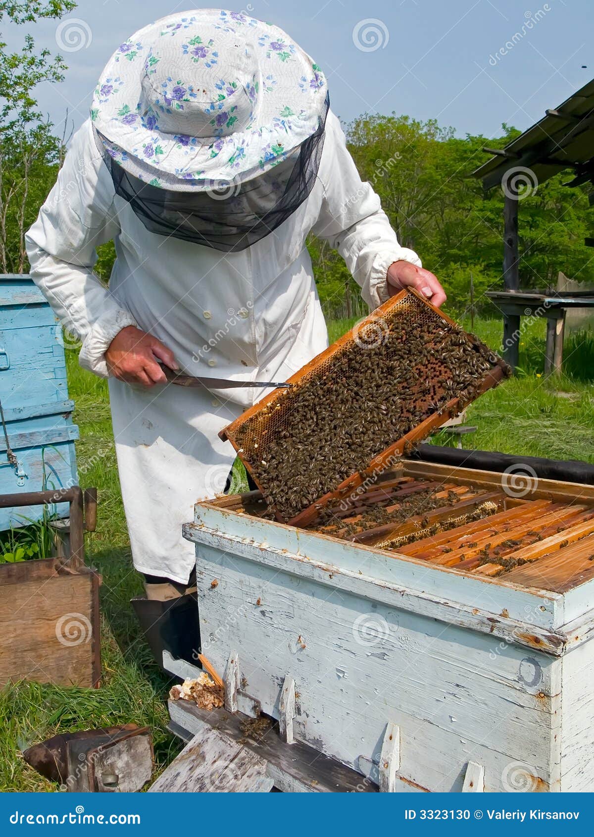 Beekeeper 12 stock photo. Image of hymenopter, animal - 3323130