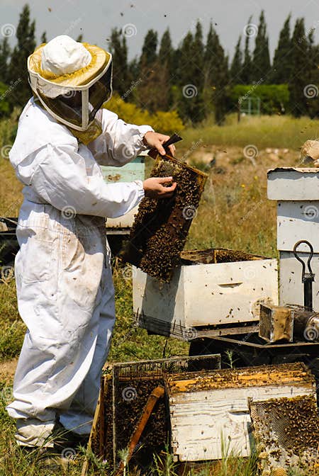 Beekeeper stock photo. Image of beekeeper, agriculture - 14124098