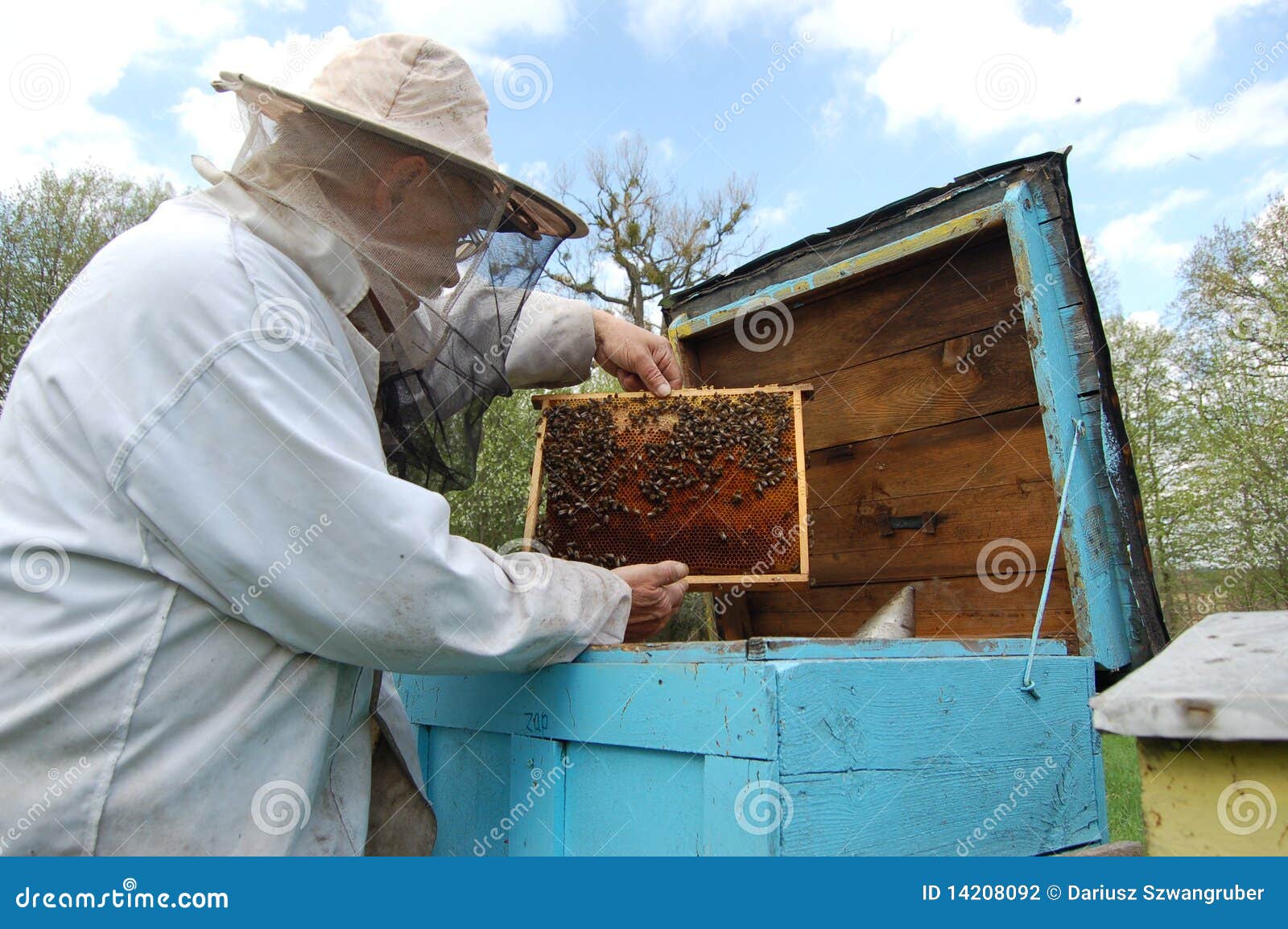 Beekeeper stock photo. Image of dandelion, cloud, grass - 14208092