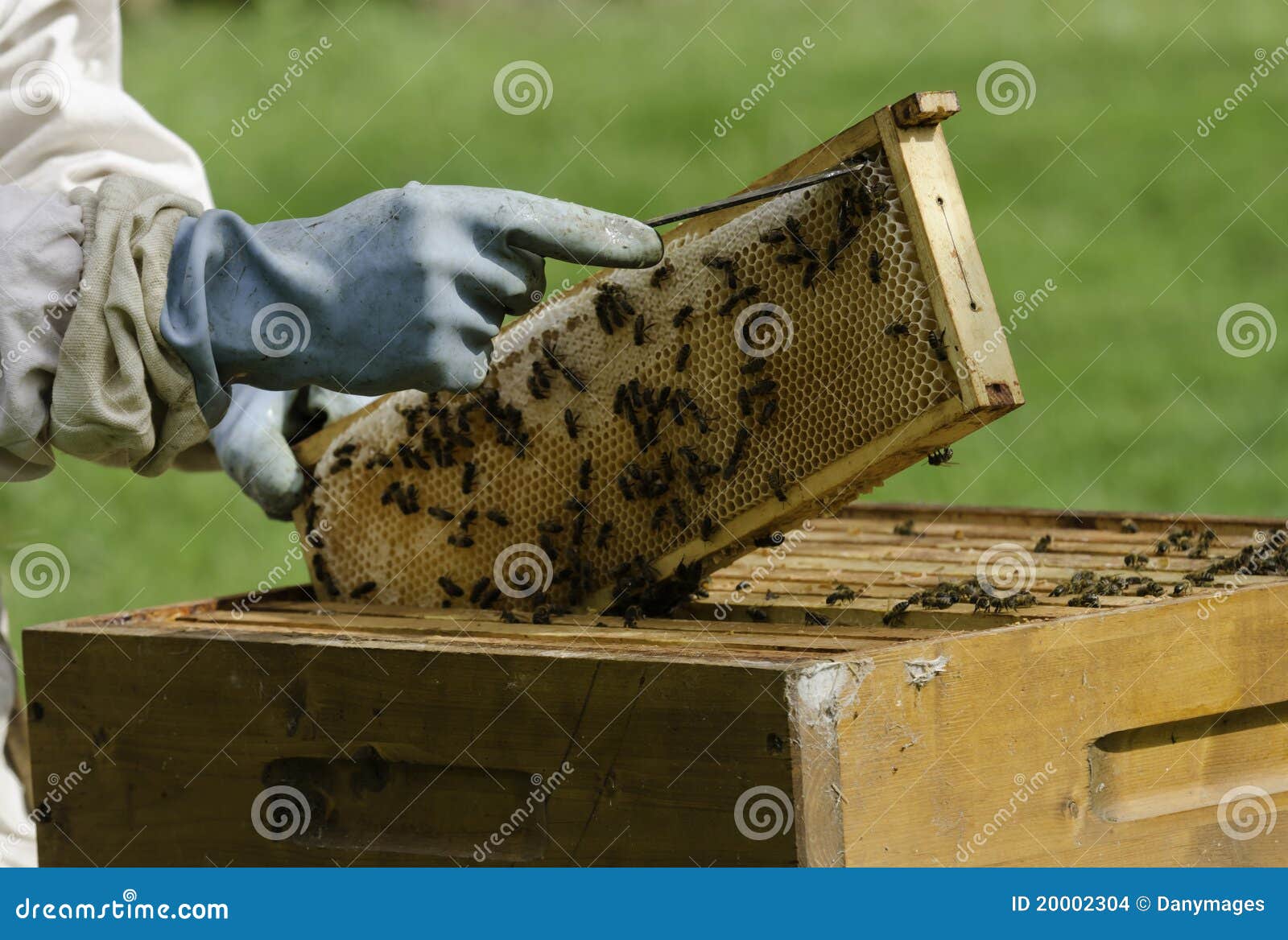Beekeeper stock photo. Image of summer, working, apiary - 20002304
