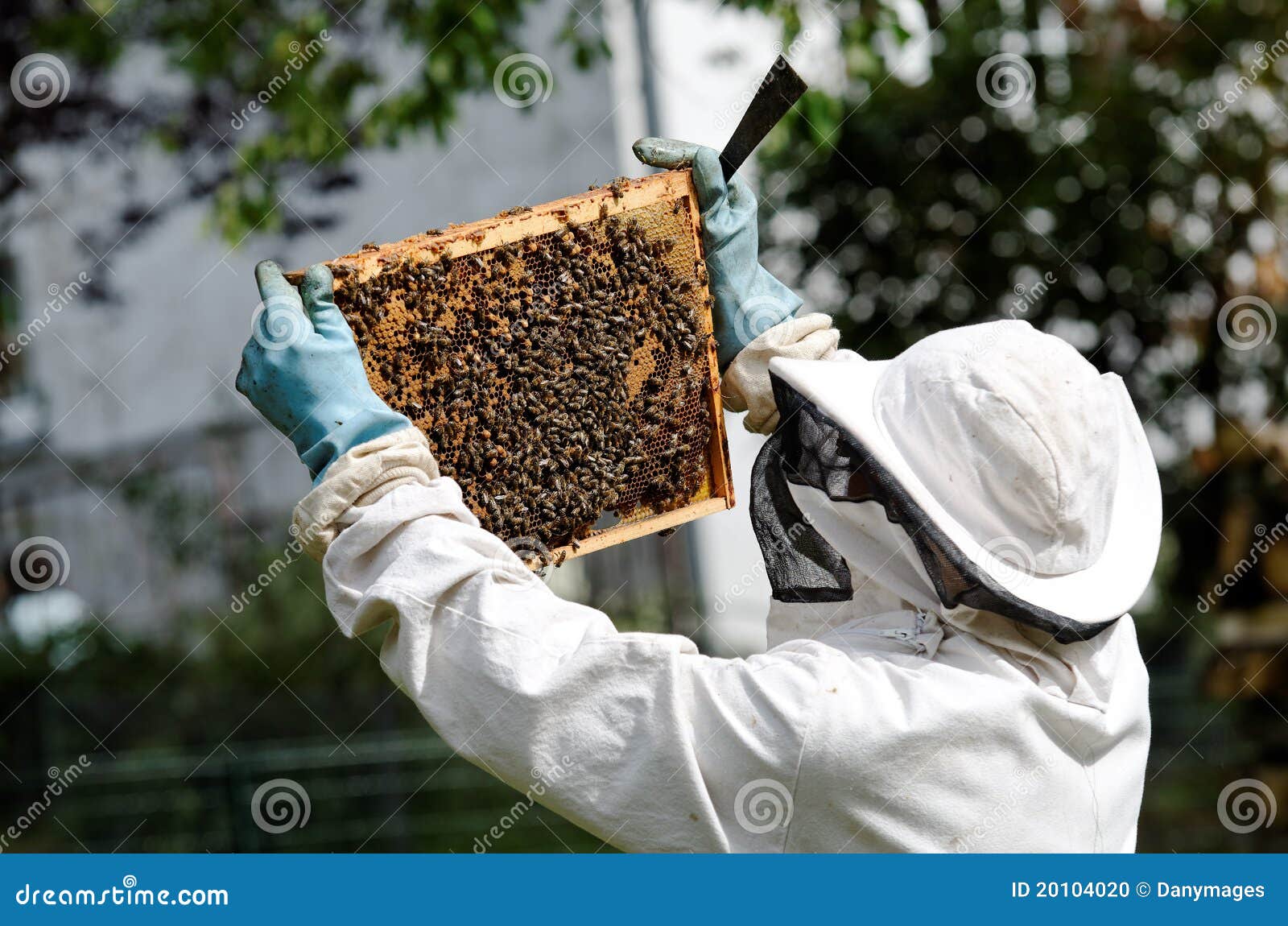 Beekeeper stock photo. Image of cell, work, pollen, harvest - 20104020