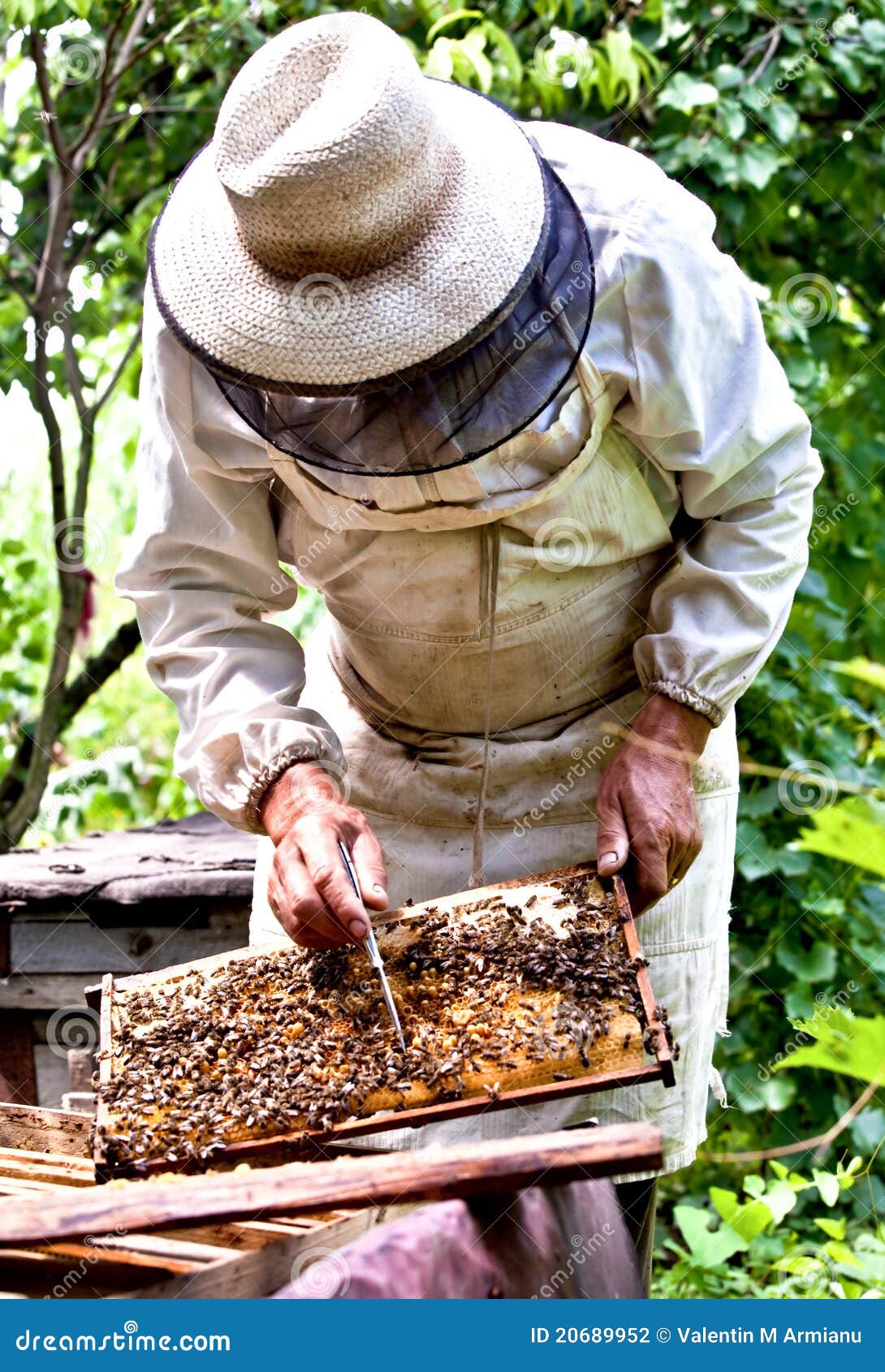Beekeeper stock photo. Image of macro, working, beehive - 20689952