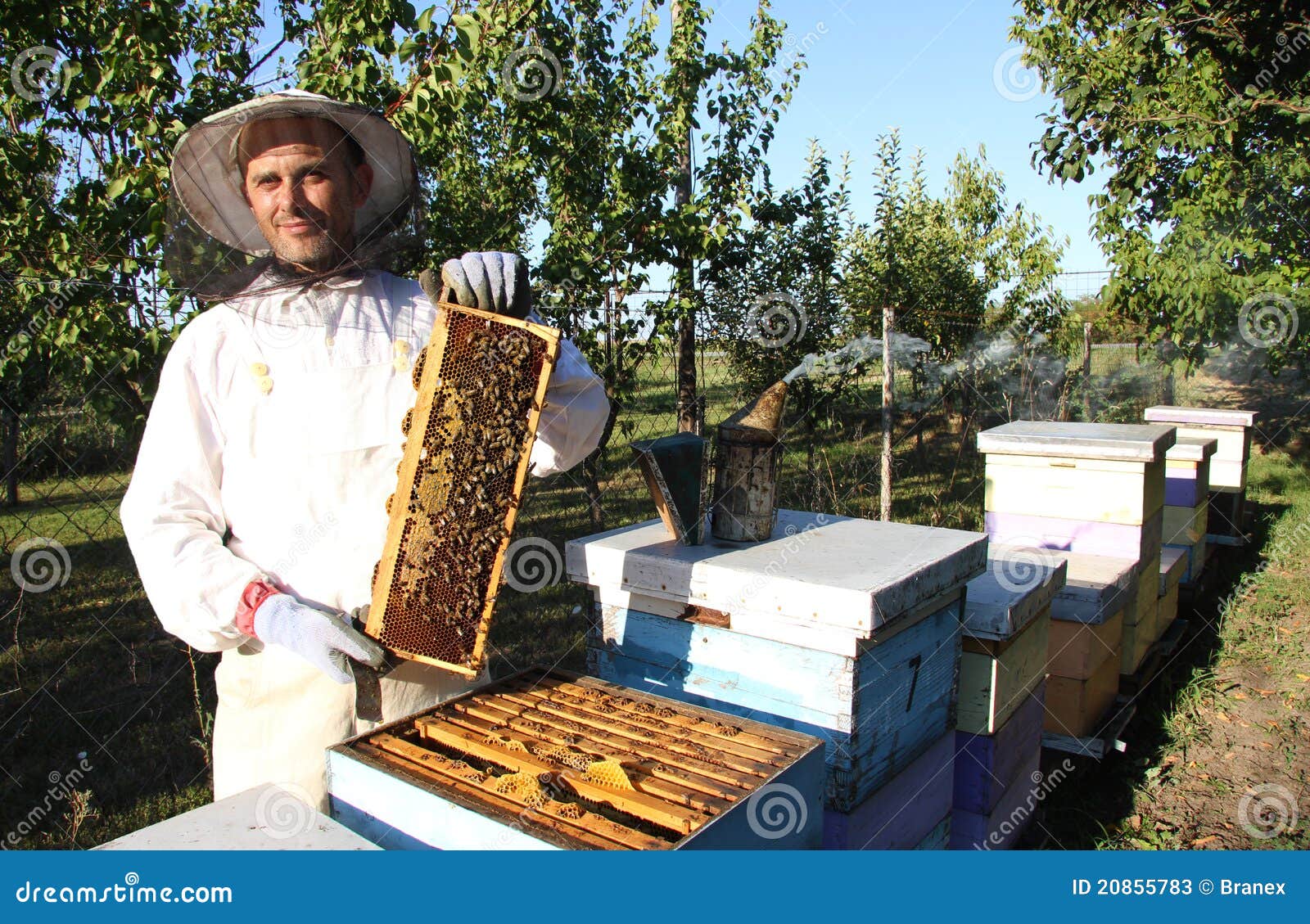 Beekeeper stock image. Image of honeycomb, agriculture - 20855783