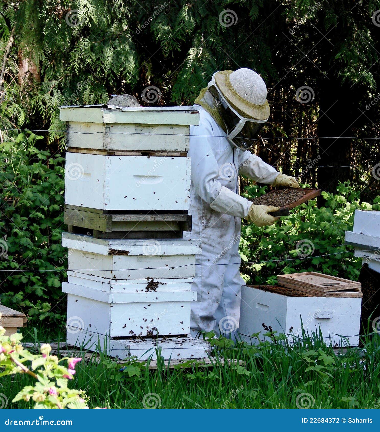 Beekeeper stock photo. Image of honey, apiary, food, beekeeper - 22684372