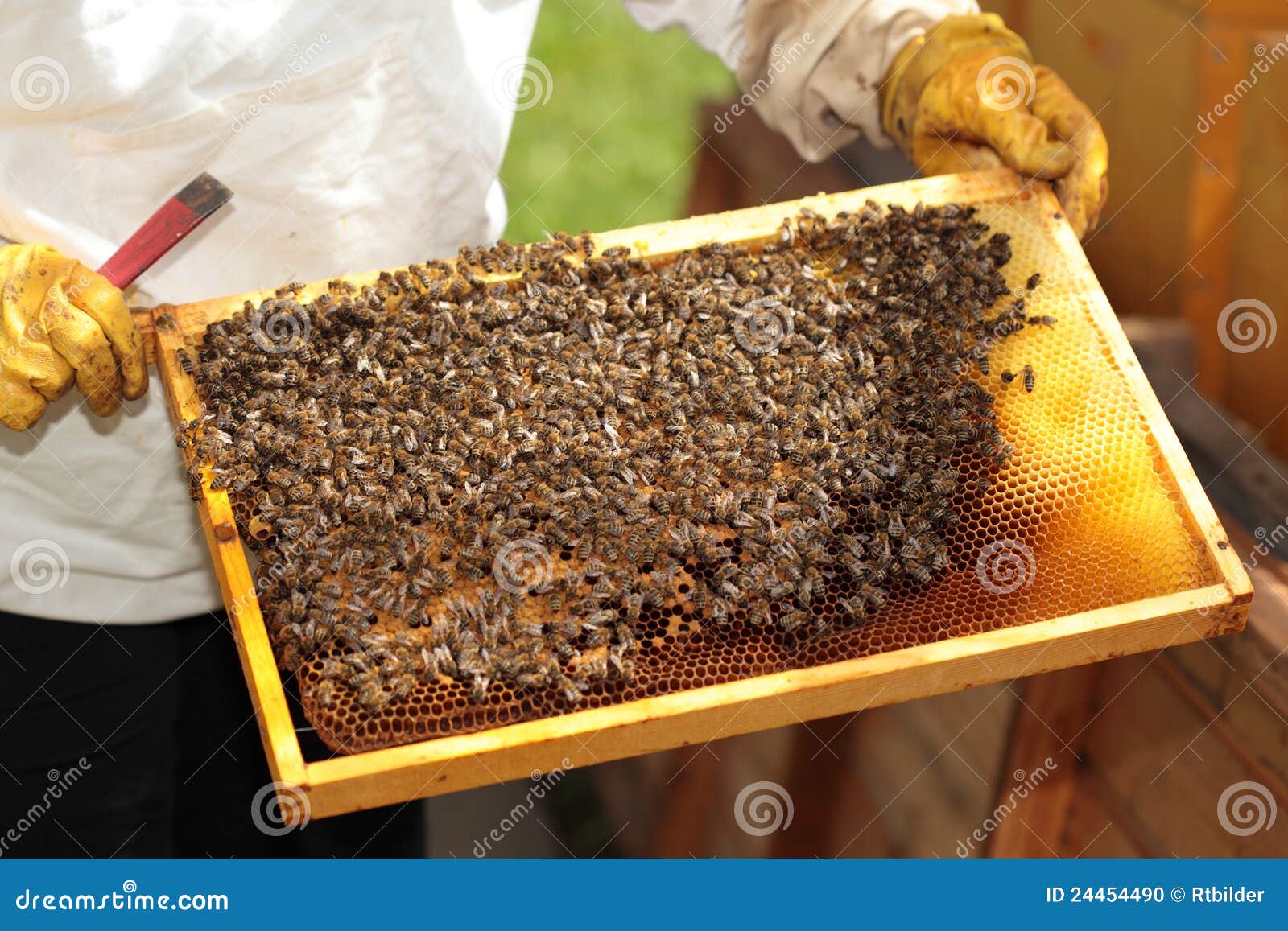 Beekeeper stock photo. Image of insects, hold, animals - 24454490