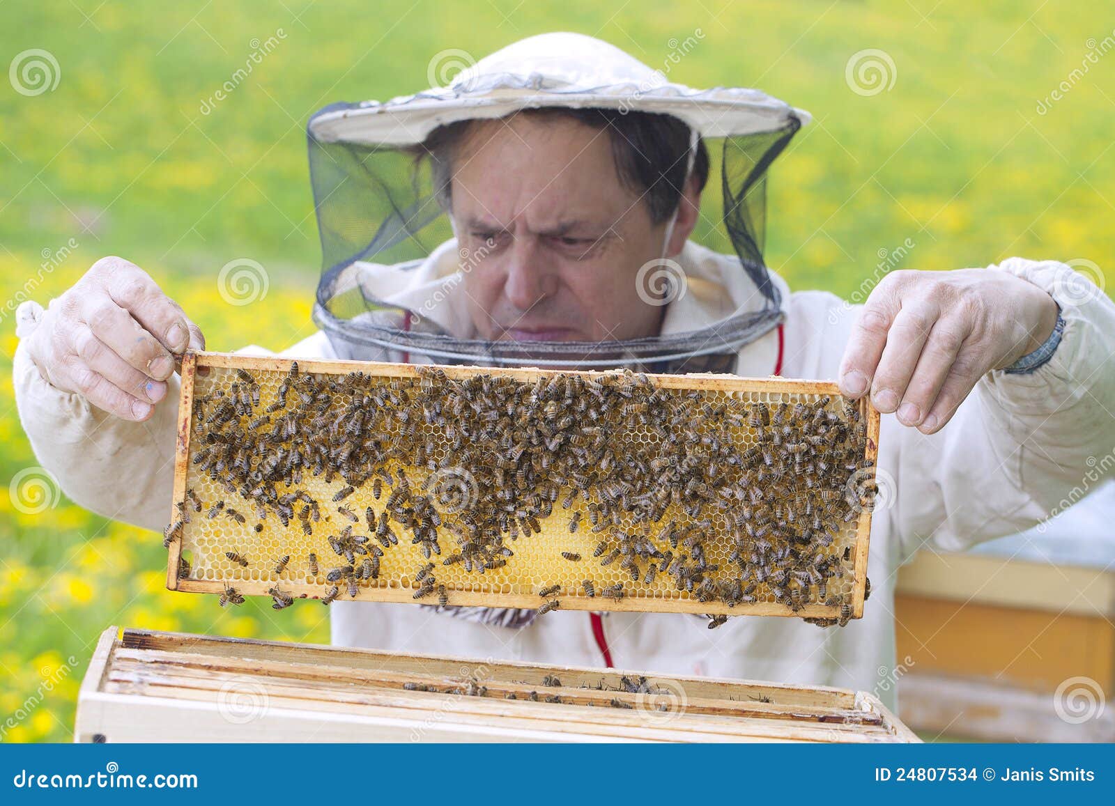 Beekeeper. stock photo. Image of beekeeper, work, farm - 24807534