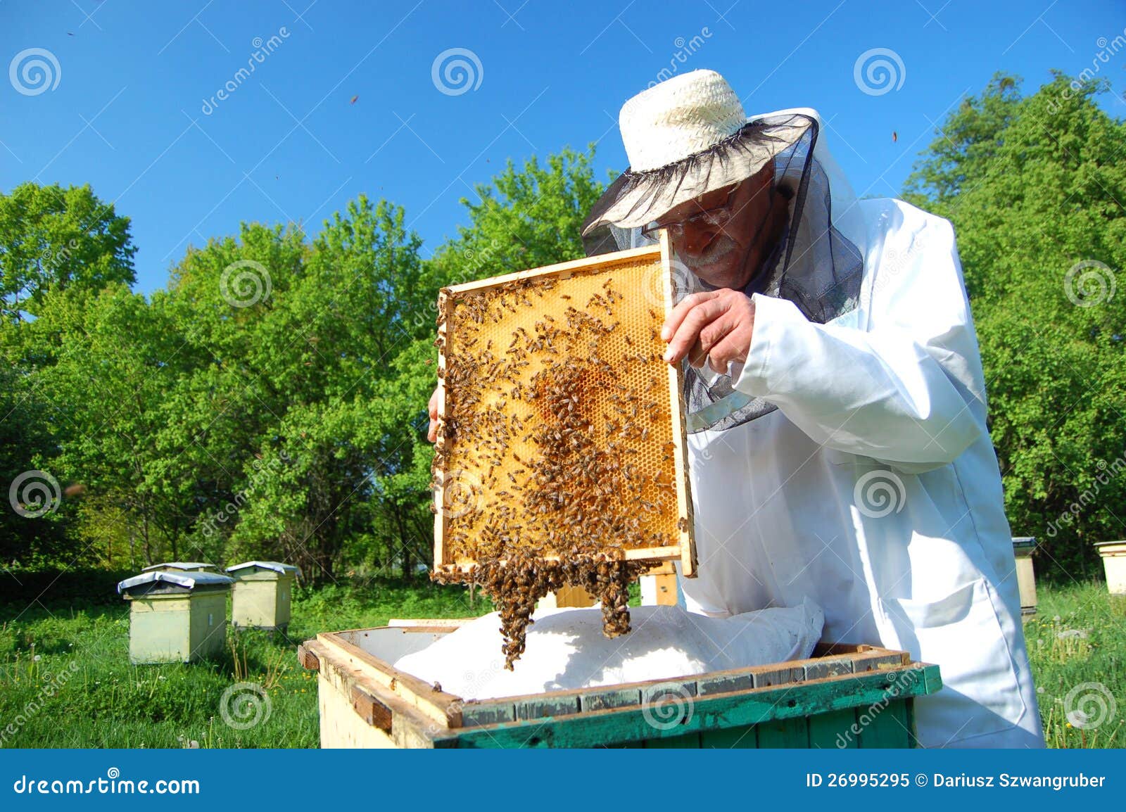 Beekeeper stock image. Image of beeswax, beekeeping, green - 26995295