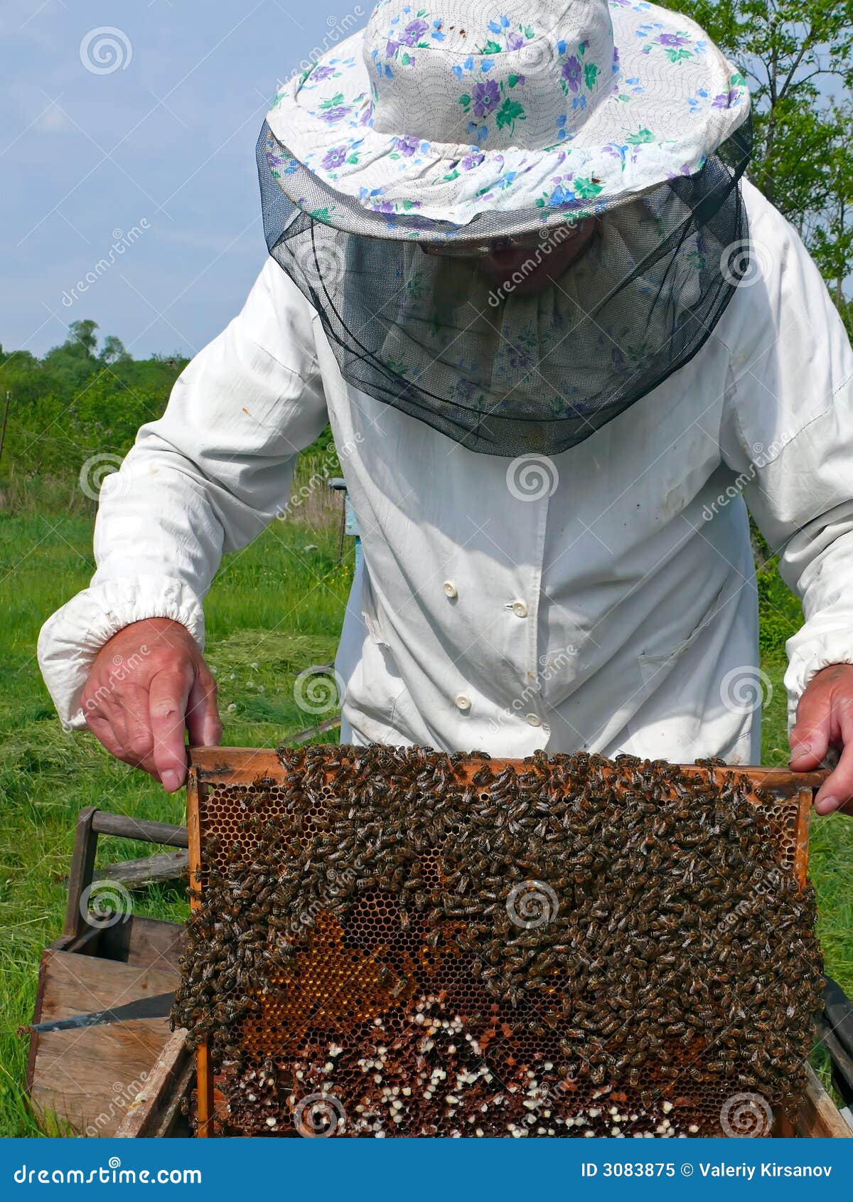 Beekeeper stock image. Image of green, apiculture, animal - 3083875