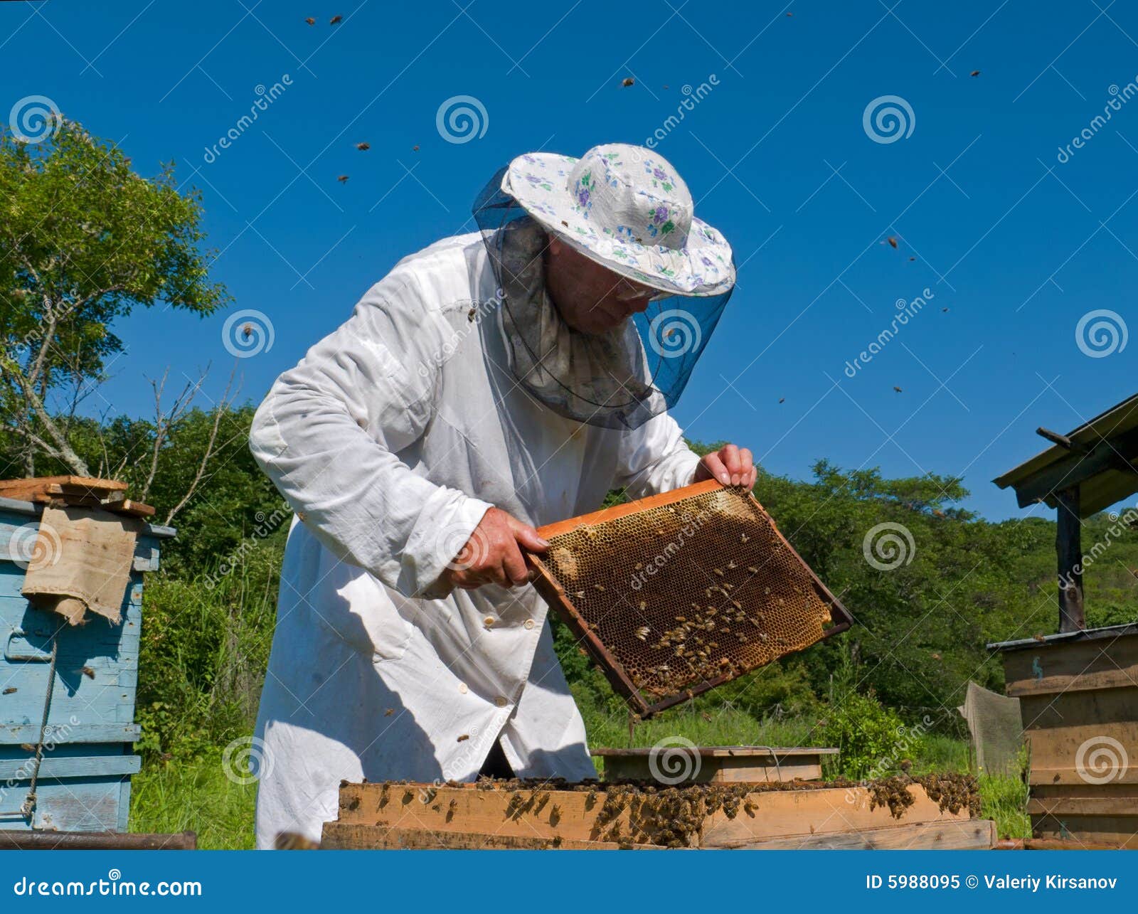 Beekeeper 32 stock image. Image of apiary, flower, frame - 5988095