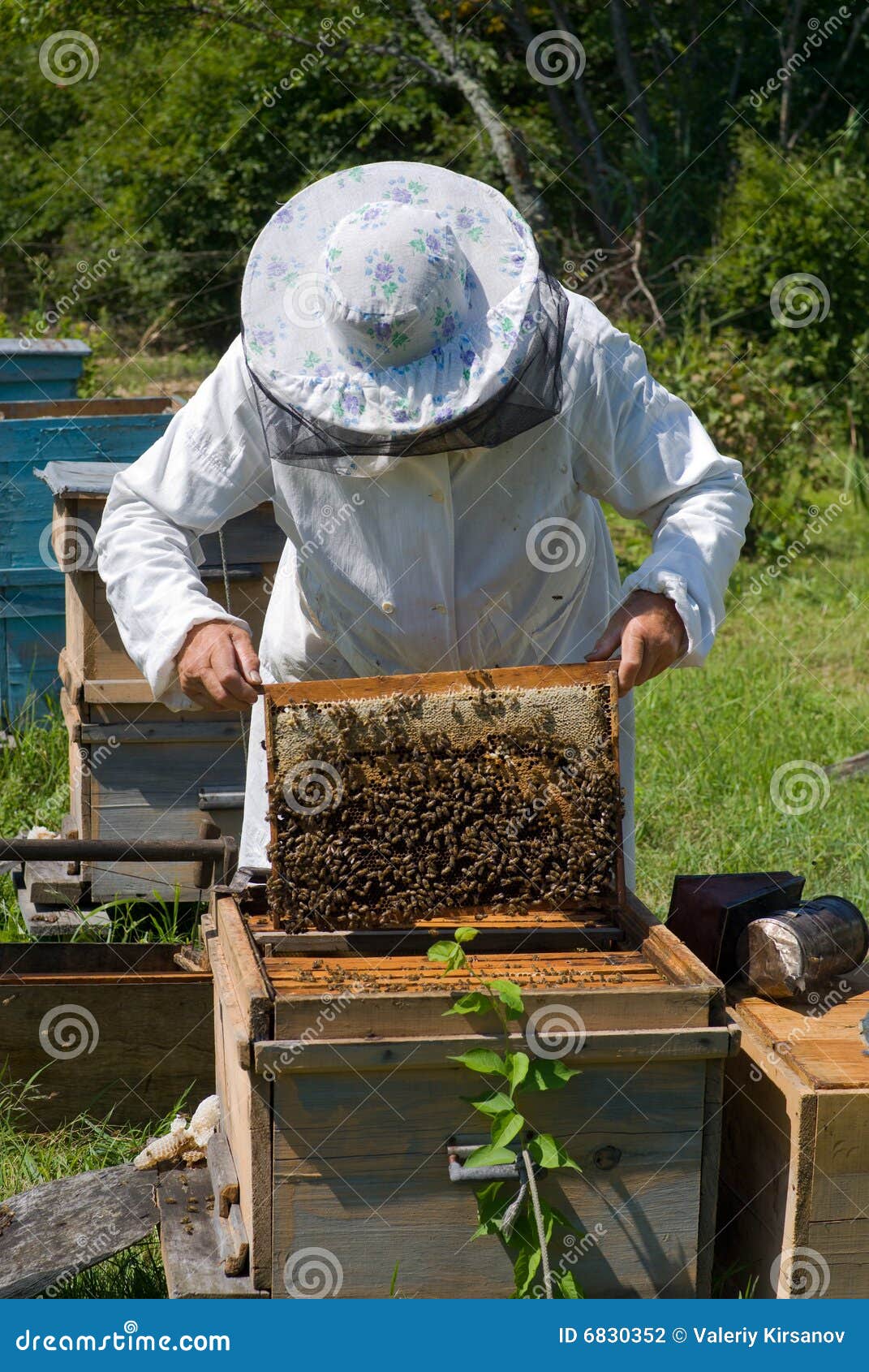 Beekeeper 36 stock photo. Image of honeycomb, health, smoker - 6830352
