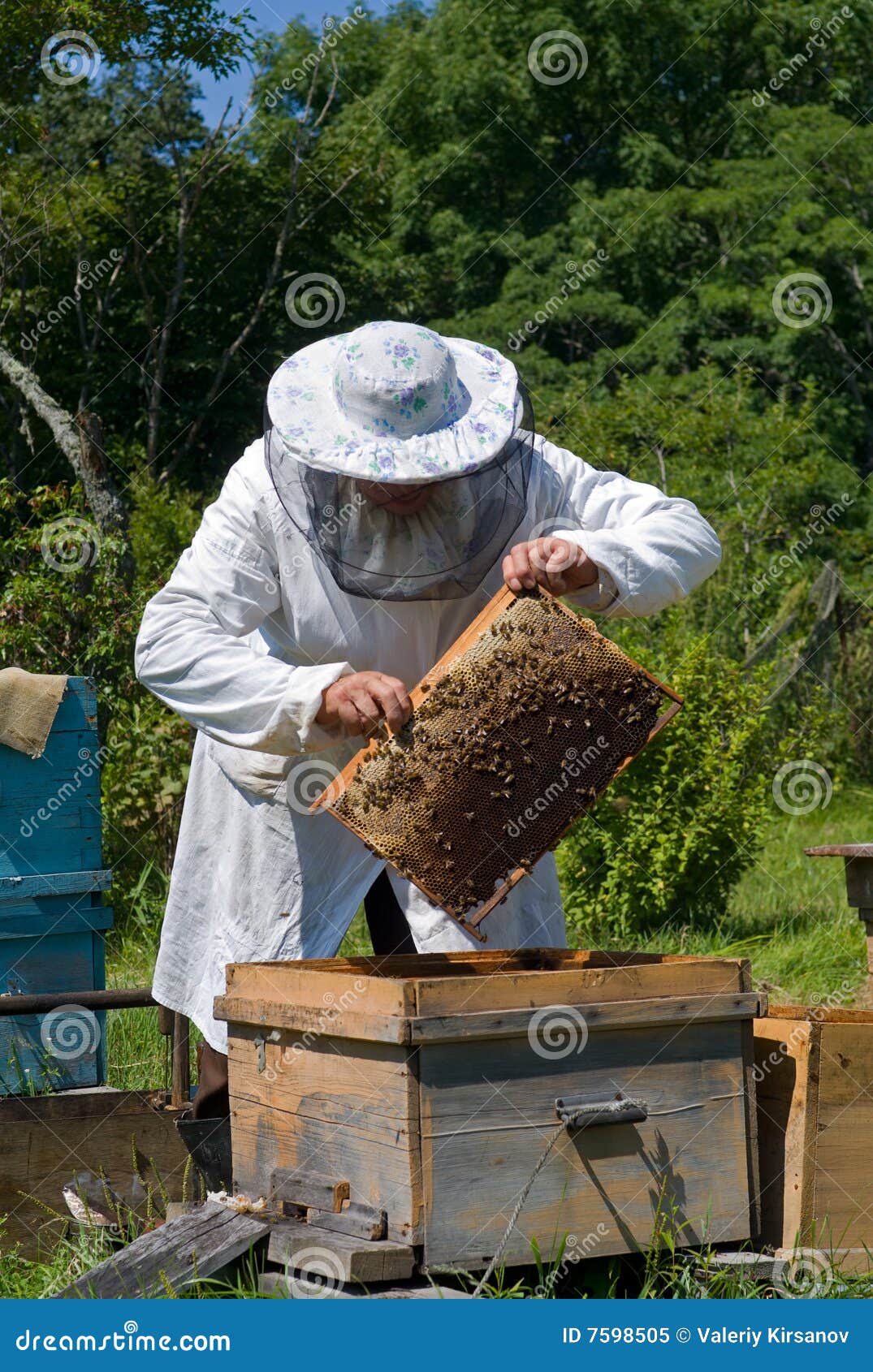 Beekeeper 42 stock image. Image of summer, farm, conservation - 7598505