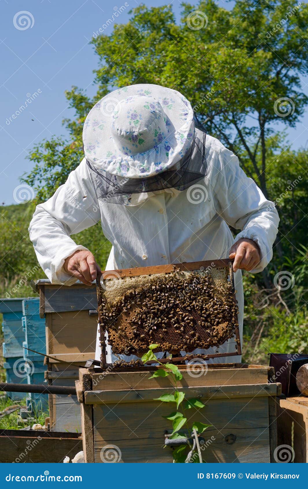 Beekeeper 50 stock image. Image of farm, apiary, hives - 8167609
