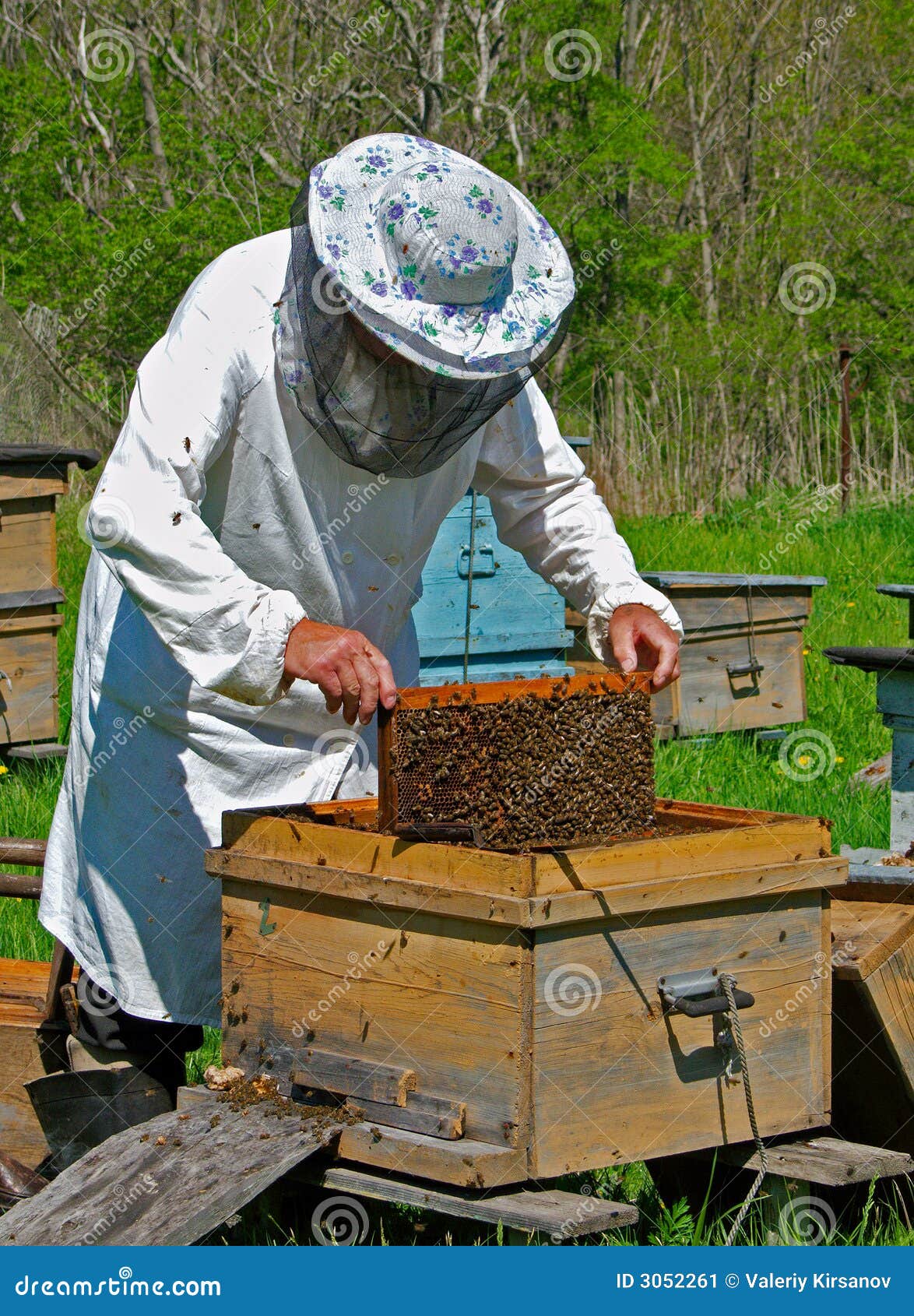 Beekeeper 6 stock image. Image of garden, hymenopterous - 3052261