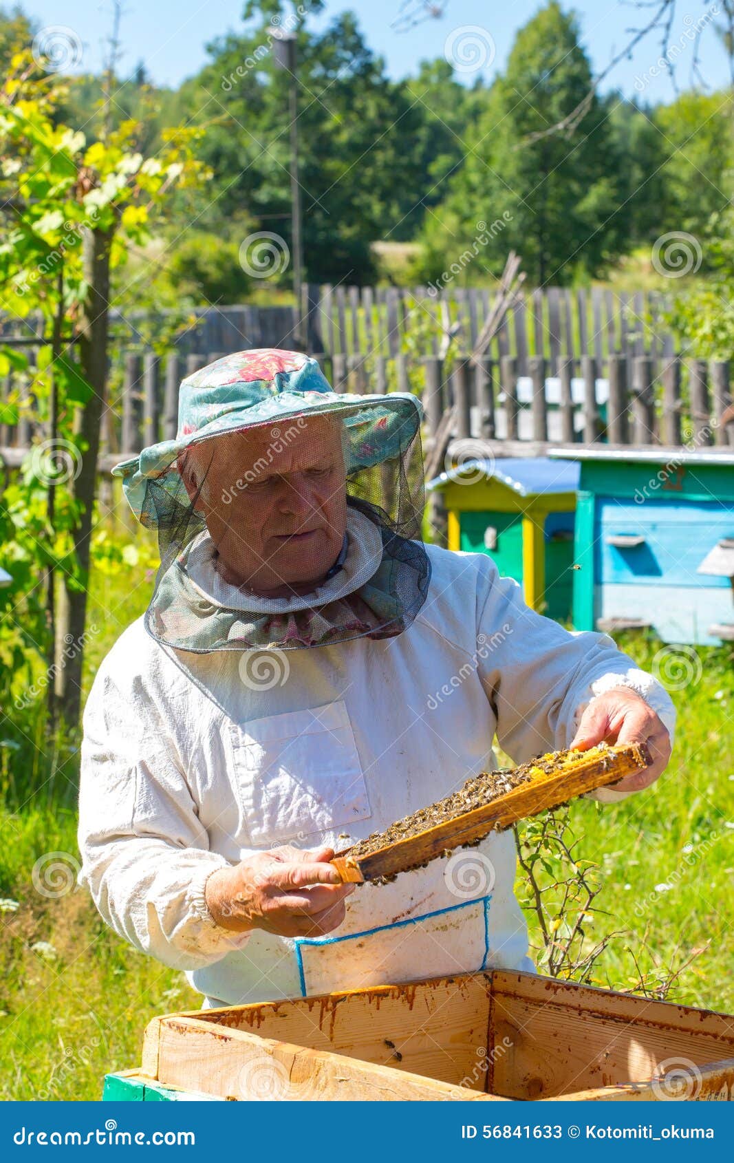 Beekeeper in action stock image. Image of golden, beekeeper - 56841633