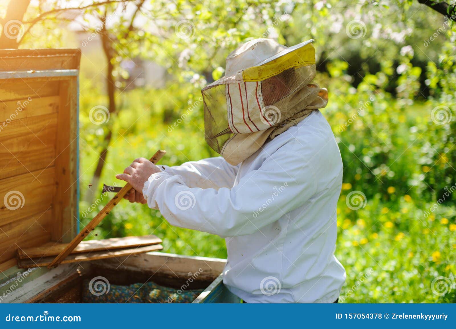 Beekeeper stock photo. Image of natural, beekeeper, insect - 157054378