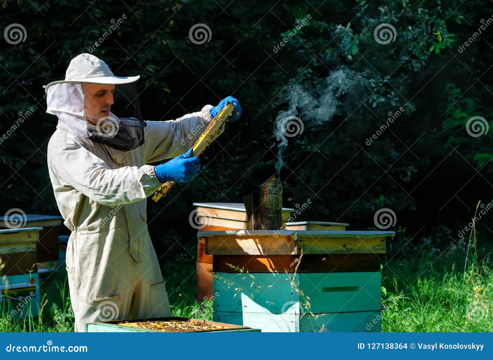 Beekeeper on Apiary. Beekeeper is Working with Bees and Beehives on the ...