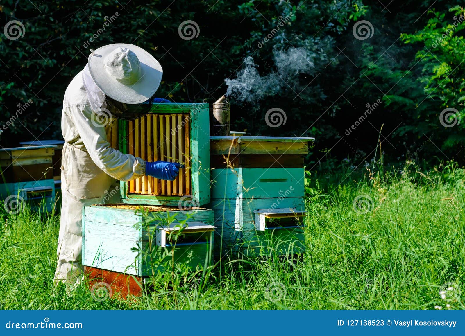 Beekeeper on Apiary. Beekeeper is Working with Bees and Beehives on the ... Beekeeper on Apiary. Beekeeper is Working with Bees and Beehives on the ...