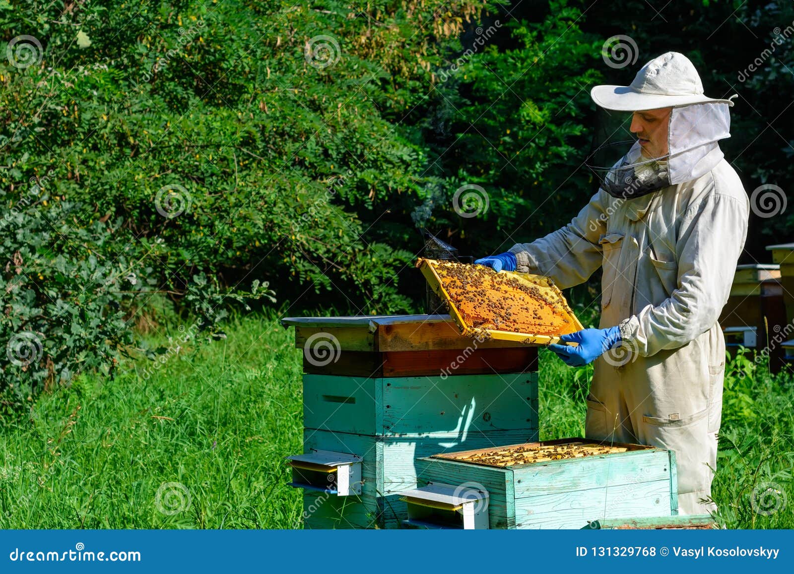 Beekeeper on Apiary. Beekeeper is Working with Bees and Beehives on the ...