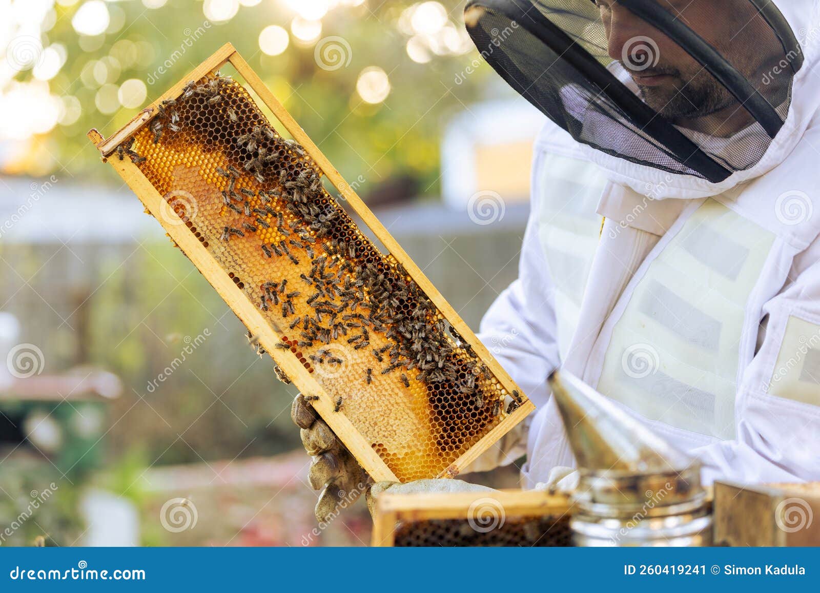 Beekeeper on an Apiary, Beekeeper is Working with Bees and Beehives on ...