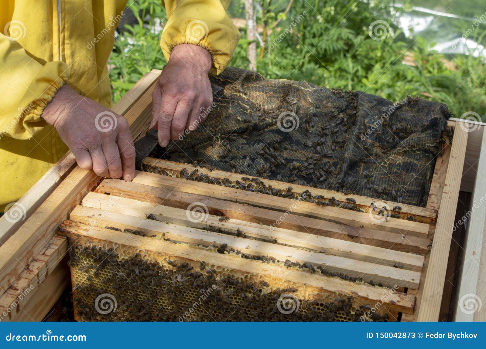 A Man Pulls Out of the Hive Frame with Honey and Bees Stock Image ...