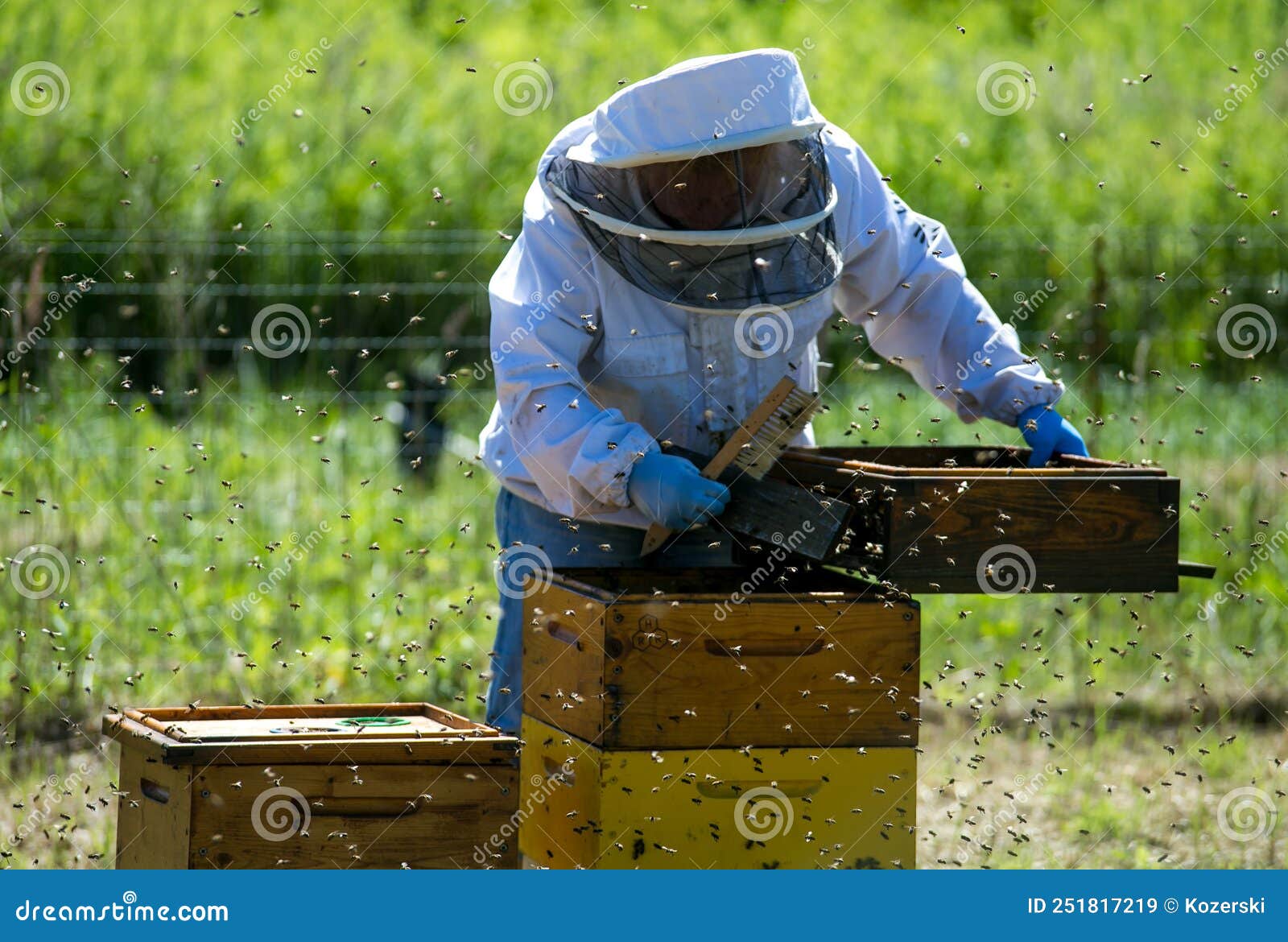 Beekeeper in Apiary during Work Stock Image - Image of linden, nature ...