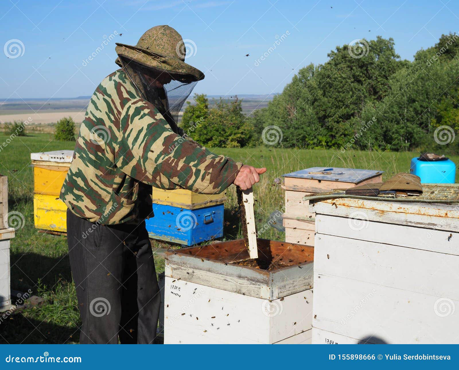 Beekeeper on Apiary. Beekeeper is Working with Bees and Beehives on the ...