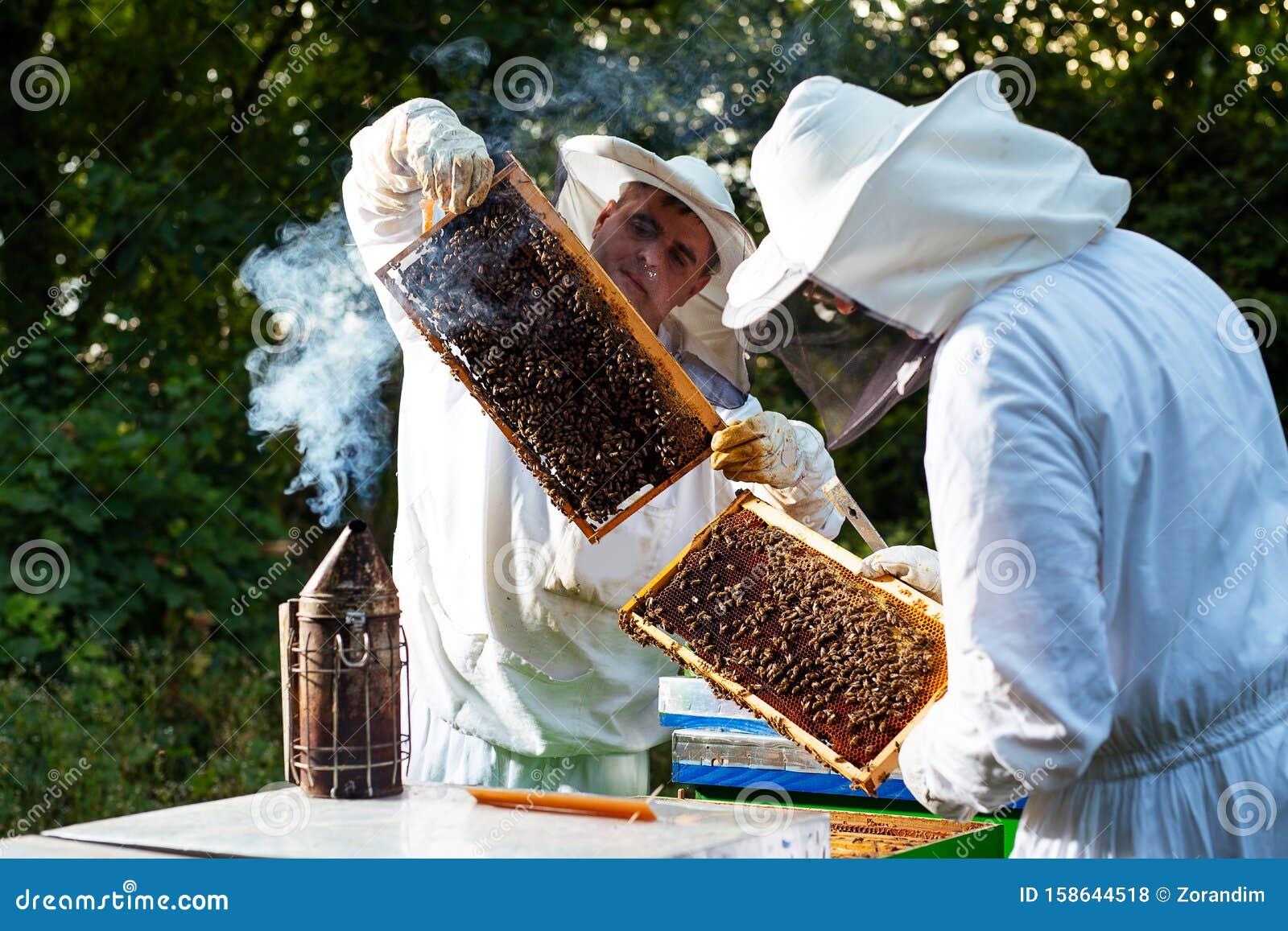 Beekeeper on Apiary. Beekeeper is Working with Bees and Beehives on the ...