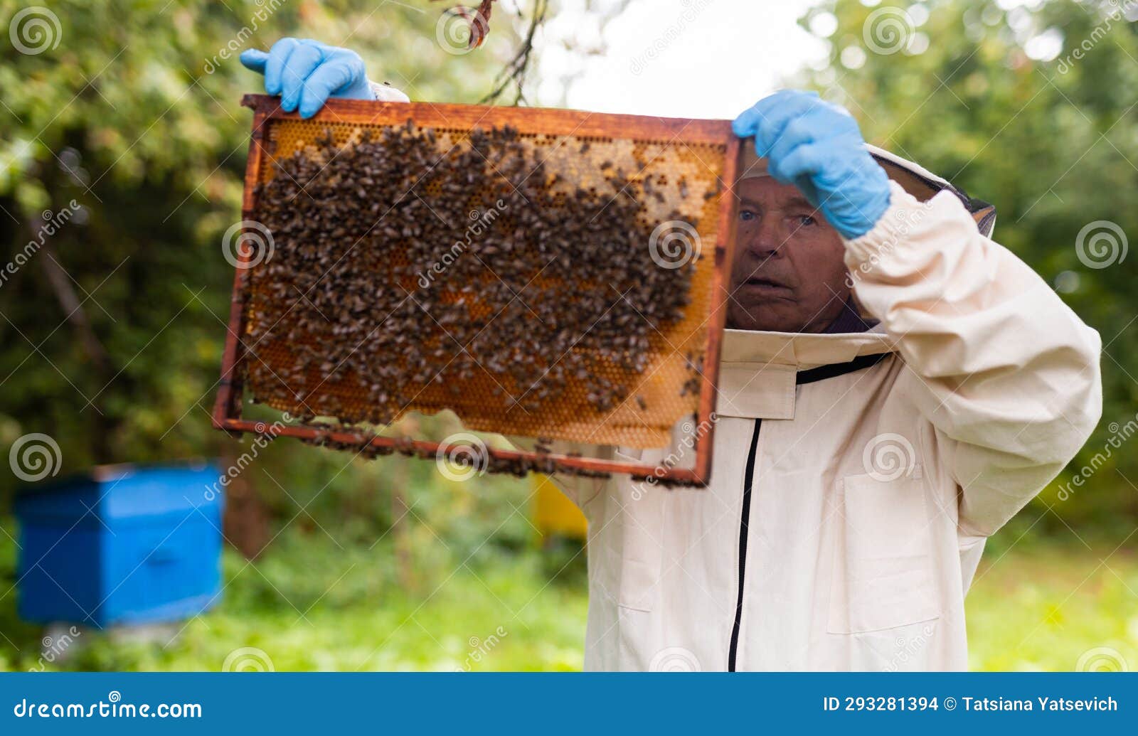Beekeeper on Apiary. Beekeeper is Working with Bees and Beehives on ...