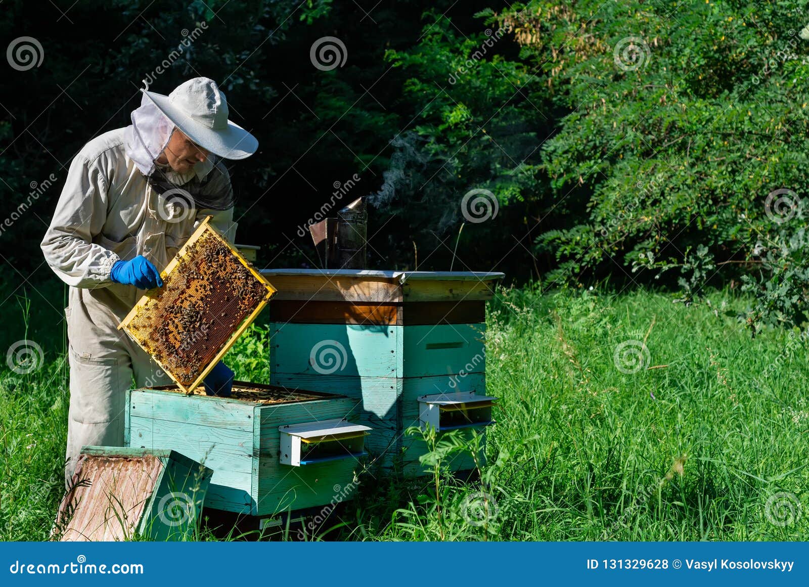 Beekeeper on Apiary. Beekeeper is Working with Bees and Beehives on the ...