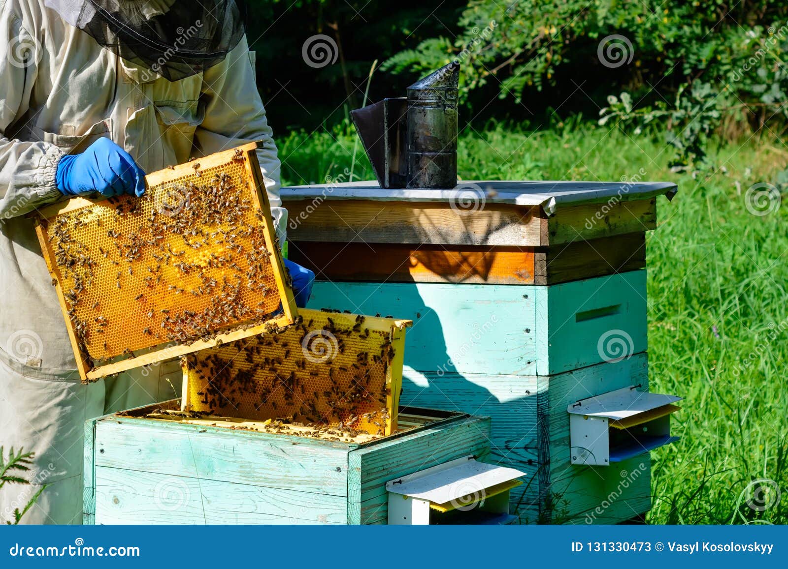 Beekeeper on Apiary. Beekeeper is Working with Bees and Beehives on the ...