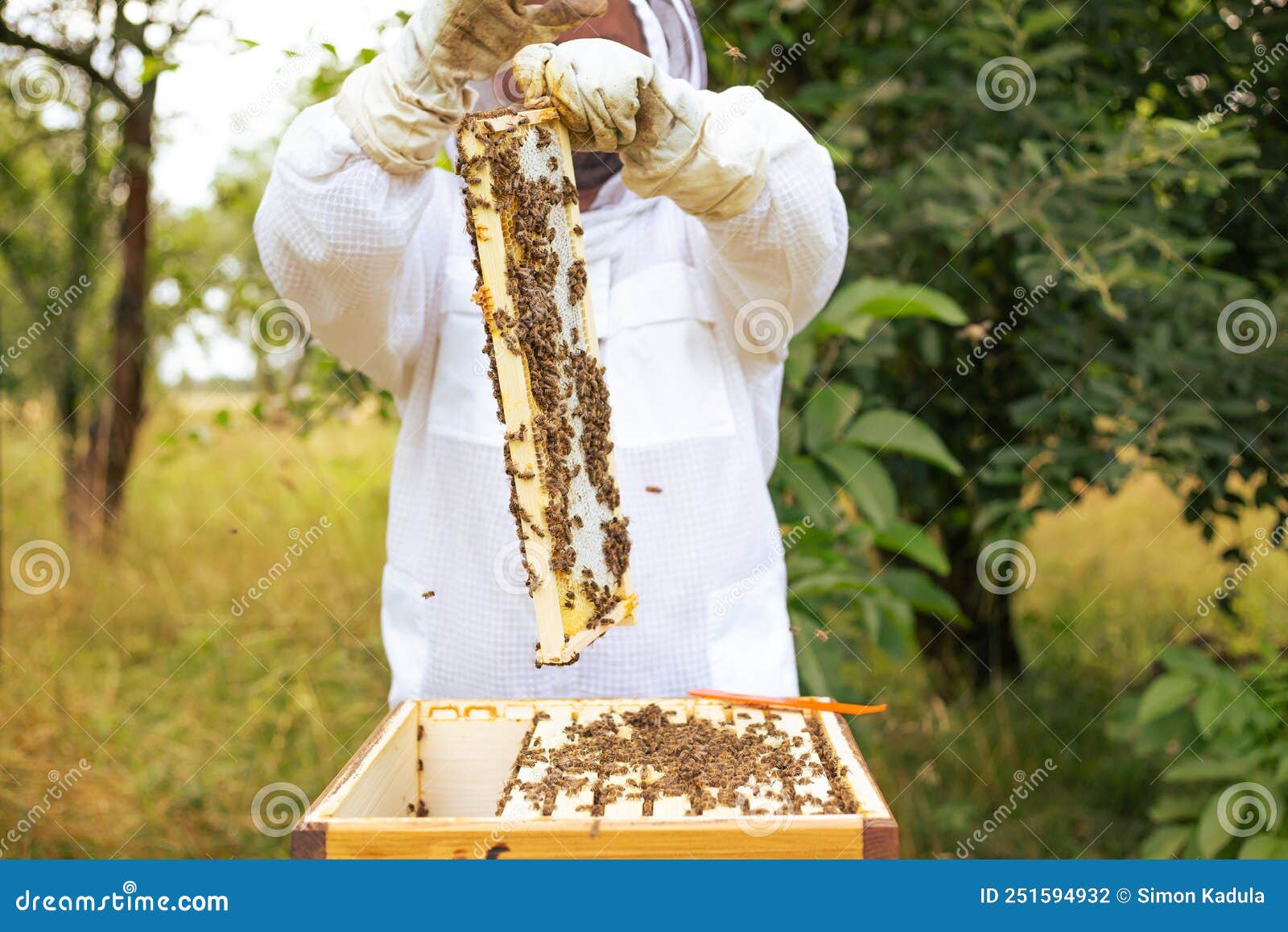 Beekeeper on an Apiary, Beekeeper is Working with Bees and Beehives on ...