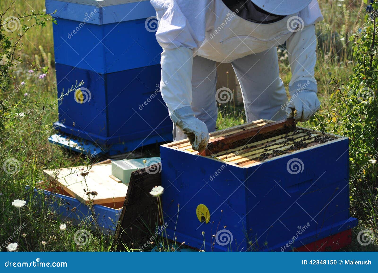 Beekeeper stock photo. Image of honey, apiculture, insect - 42848150
