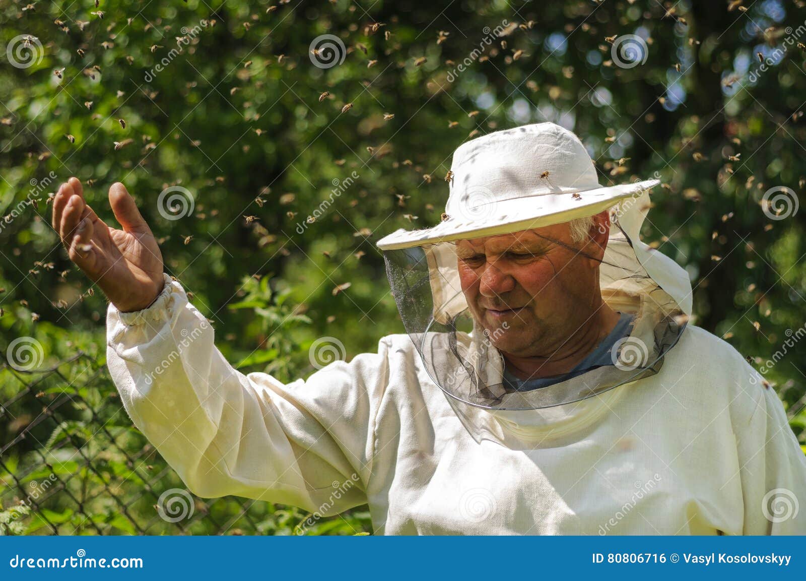 Apiary. A Beehive From A Tree Stands On An Apiary. The Houses Of The ...
